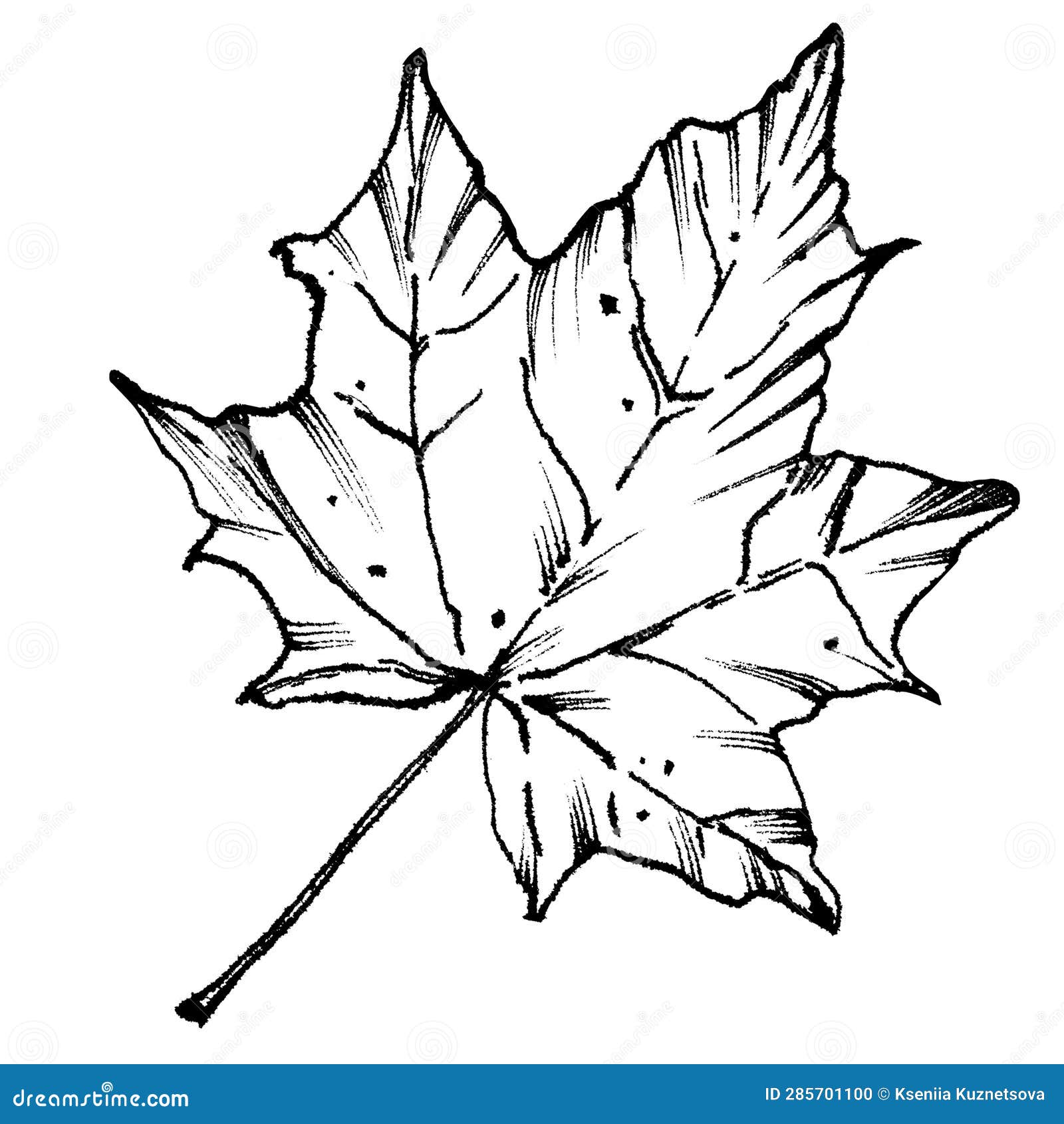 Maple Leaf. Outlines of Fallen Dry Leaves. Deciduous Trees Stock ...