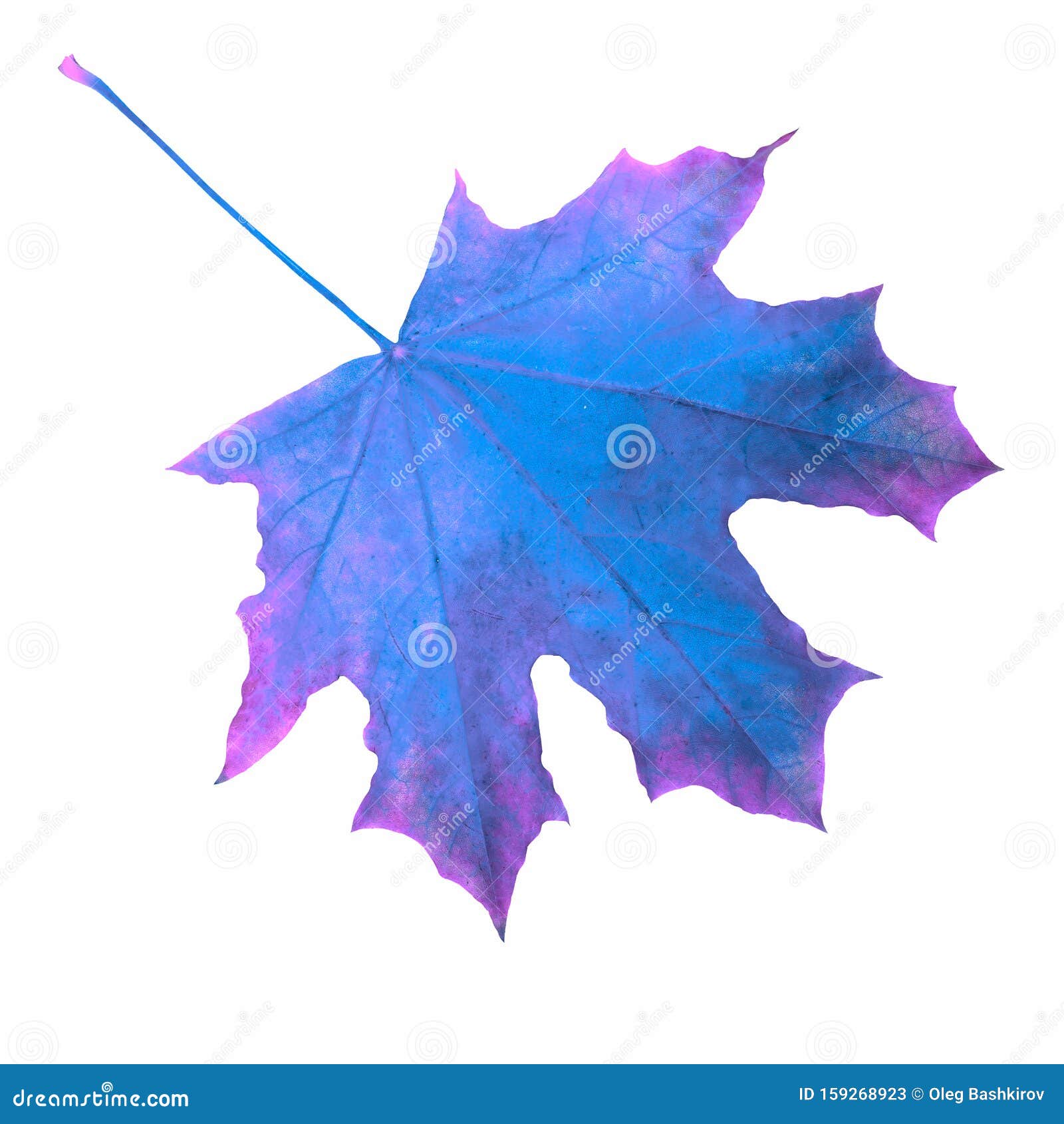 Maple Leaf Painted in Blue and Magenta Colors. Isolated on a White ...