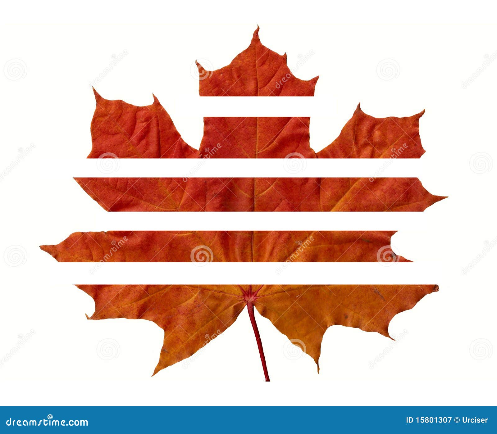 Maple leaf in parts stock image. Image of isolated, october - 15801307