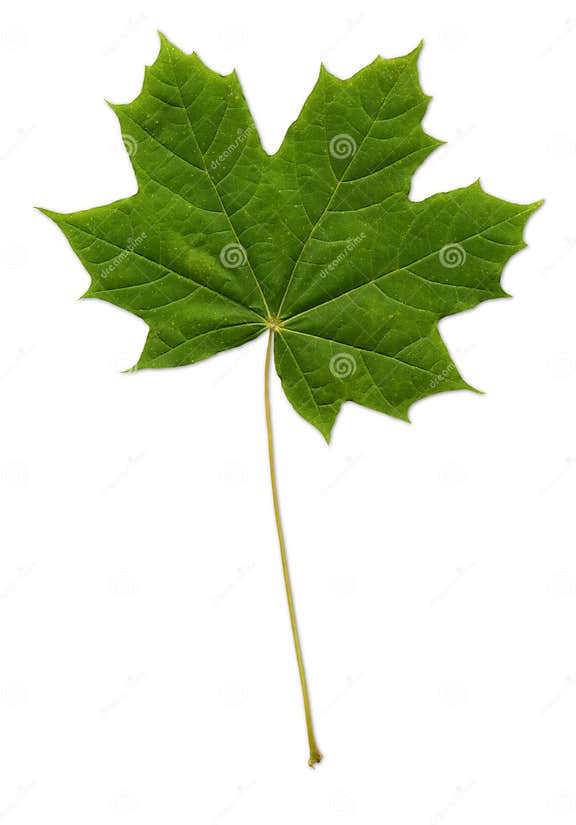 Maple Leaf (path included) stock image. Image of natural - 184899