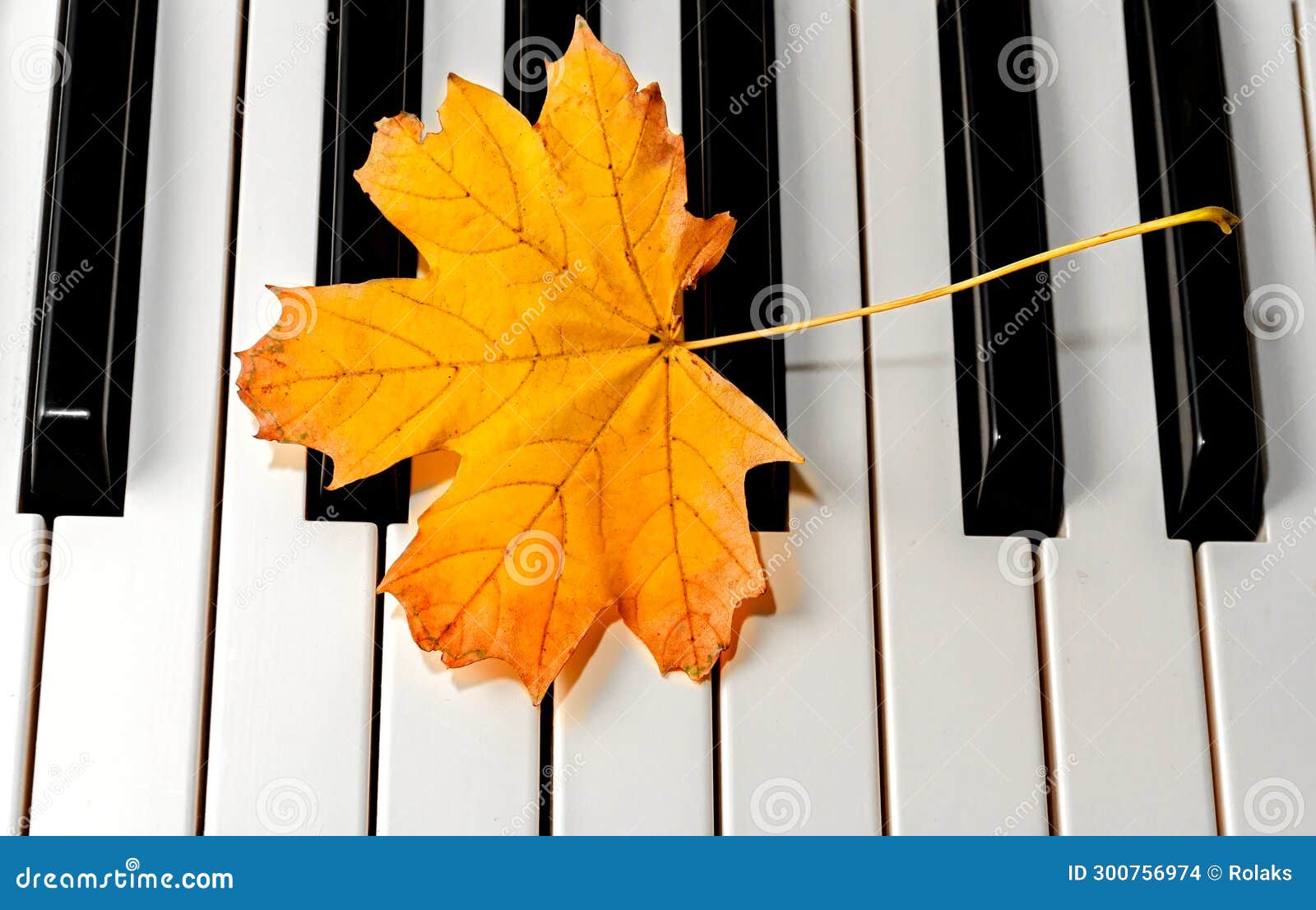 Maple leaf on piano keys stock photo. Image of piano - 300756974