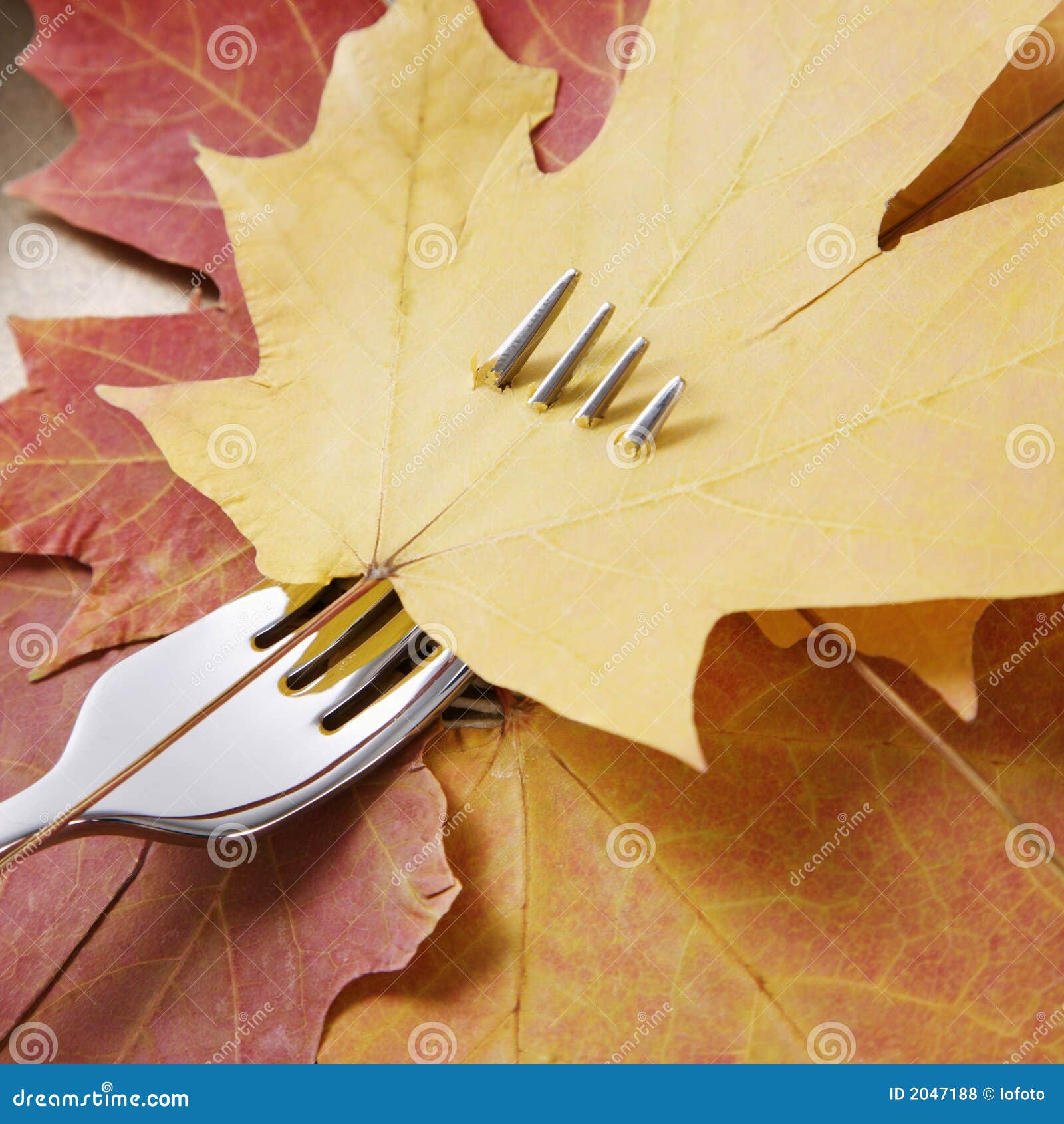 Maple Leaf Pierced by Fork. Stock Photo - Image of fall, fork: 2047188