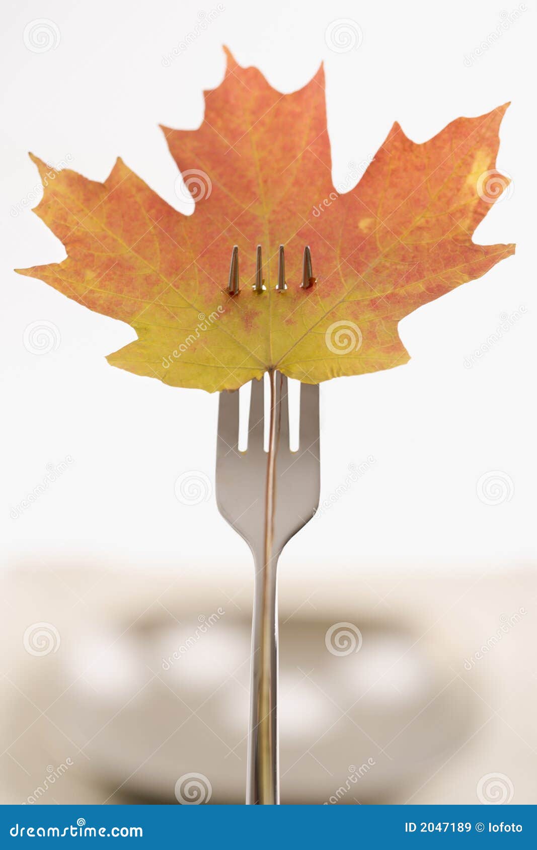 Maple Leaf Pierced by Fork. Stock Image - Image of pierce, fall: 2047189