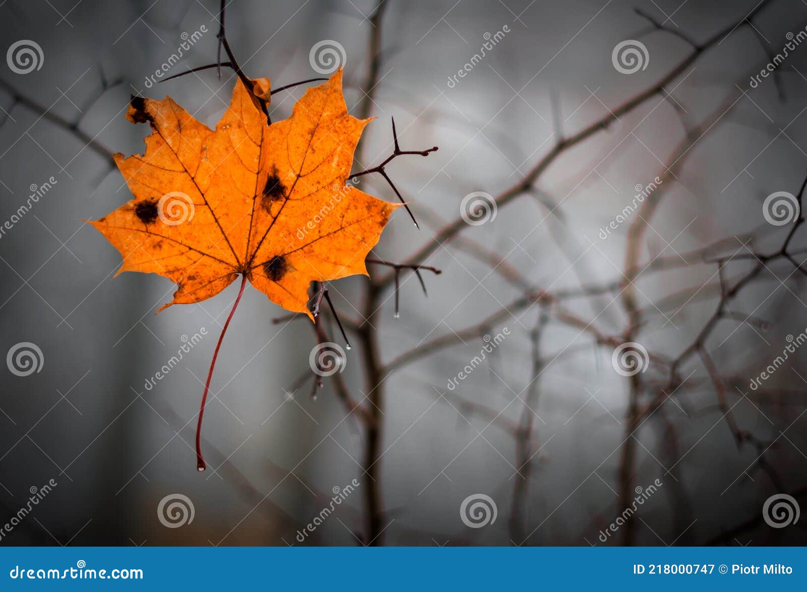 Maple Leaf Pierced with a Sharp Branch. in the Background a Pattern of ...
