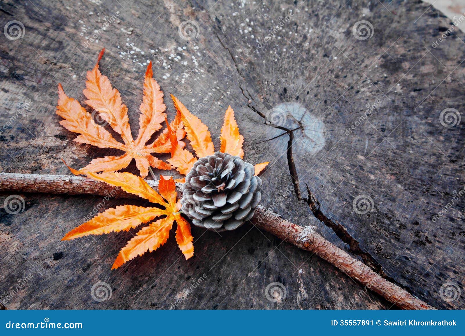 Maple Leaf with Pine Cone on Old Stump Stock Image - Image of natural ...