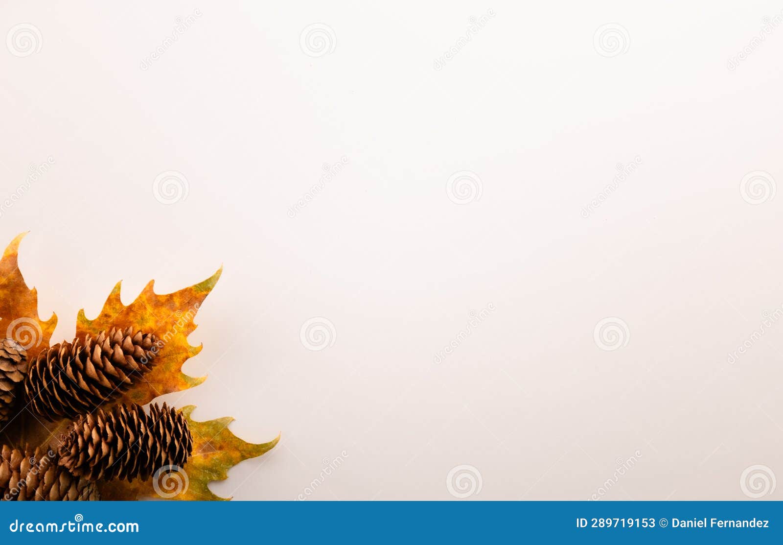 Maple Leaf and Pine Cones Positioned in the Bottom Left Corner Stock ...