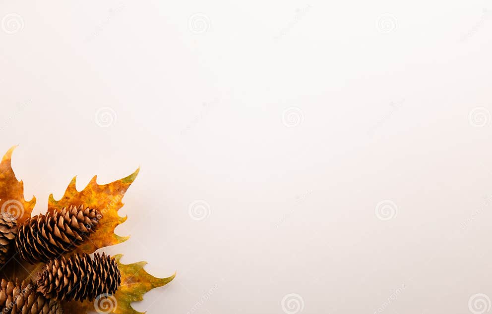 Maple Leaf and Pine Cones Positioned in the Bottom Left Corner on a ...