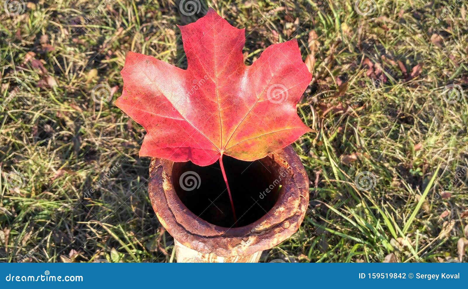 Maple leaf in the pipe stock photo. Image of sheet, objects - 159519842