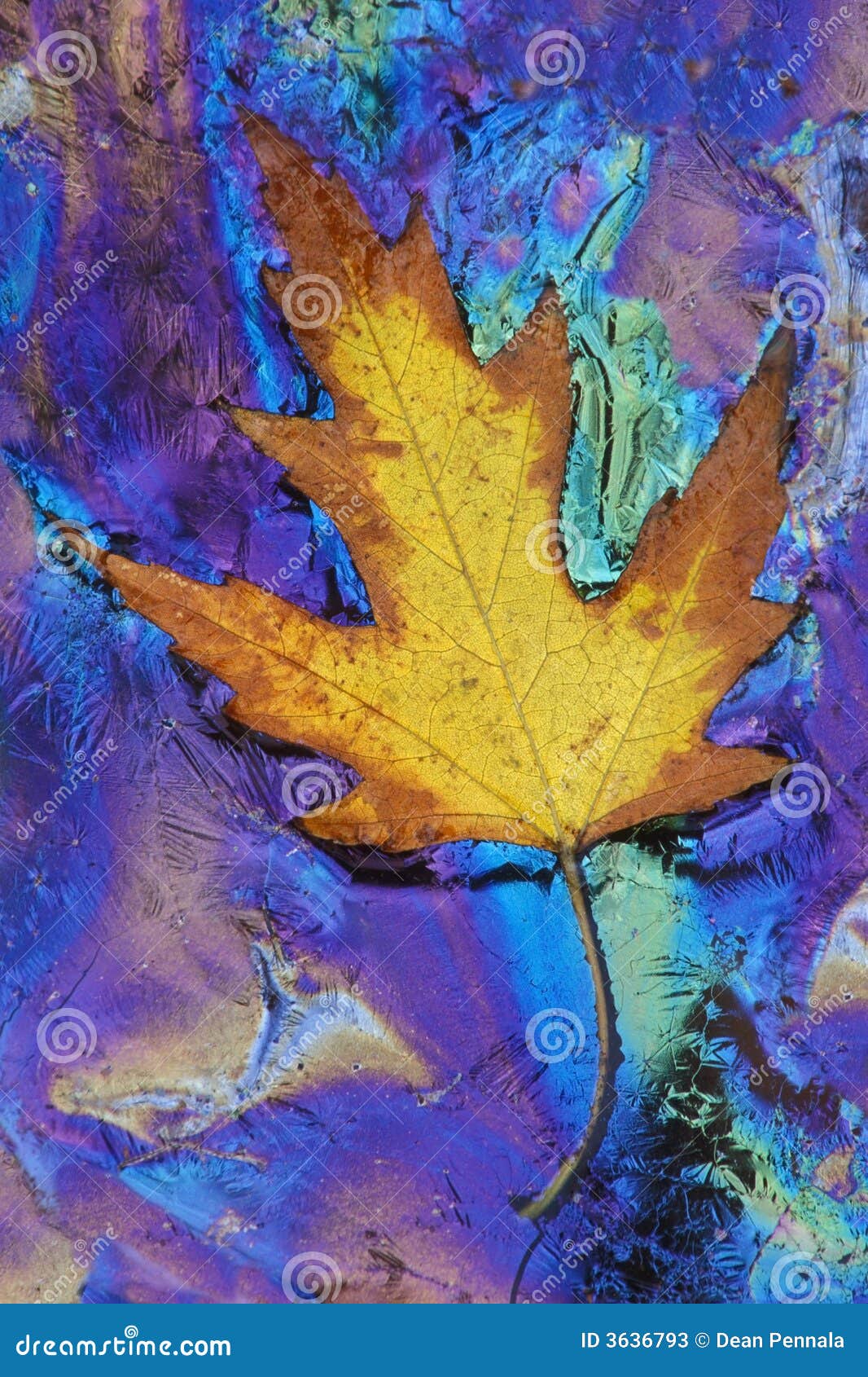 Maple Leaf and Plant Oils stock image. Image of closeup - 3636793