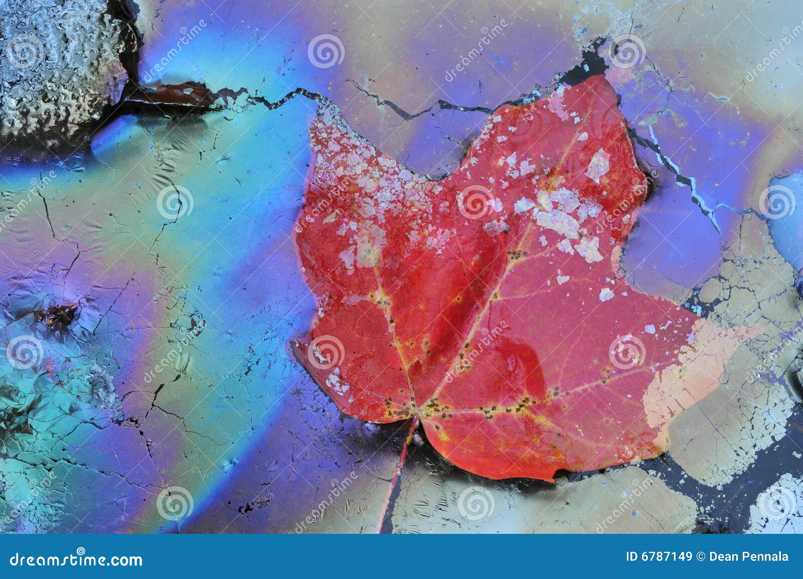 Maple Leaf and Plant Oils stock image. Image of iridescent - 6787149