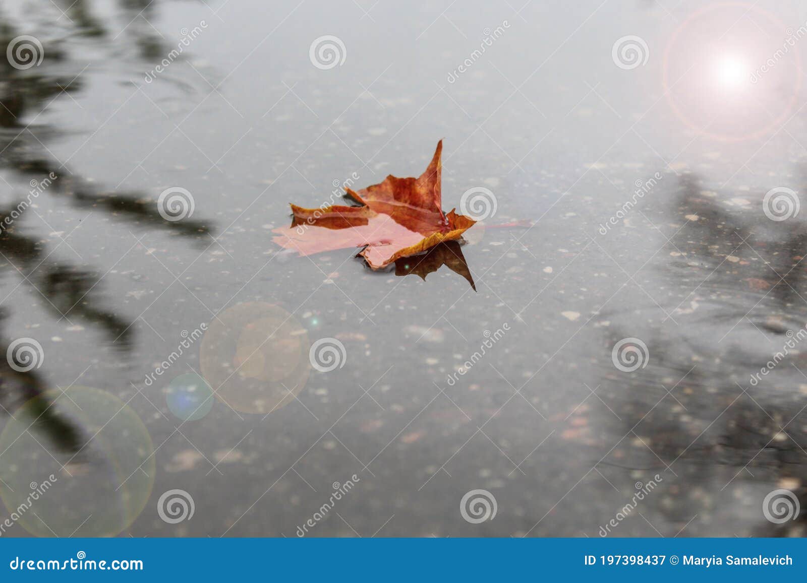 Maple Leaf in a Puddle on a Gray Autumn Rainy Day, Side View - Concept ...