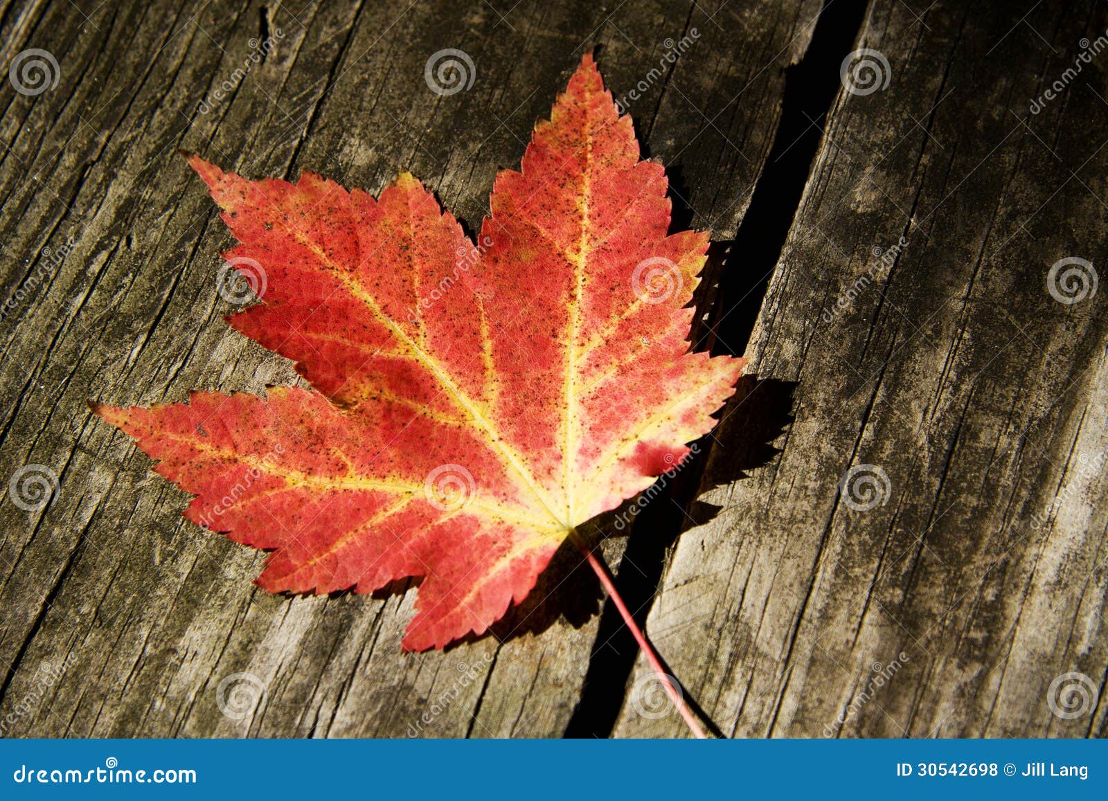 2,045 Maple Leaf Boards Stock Photos - Free & Royalty-Free Stock Photos ...