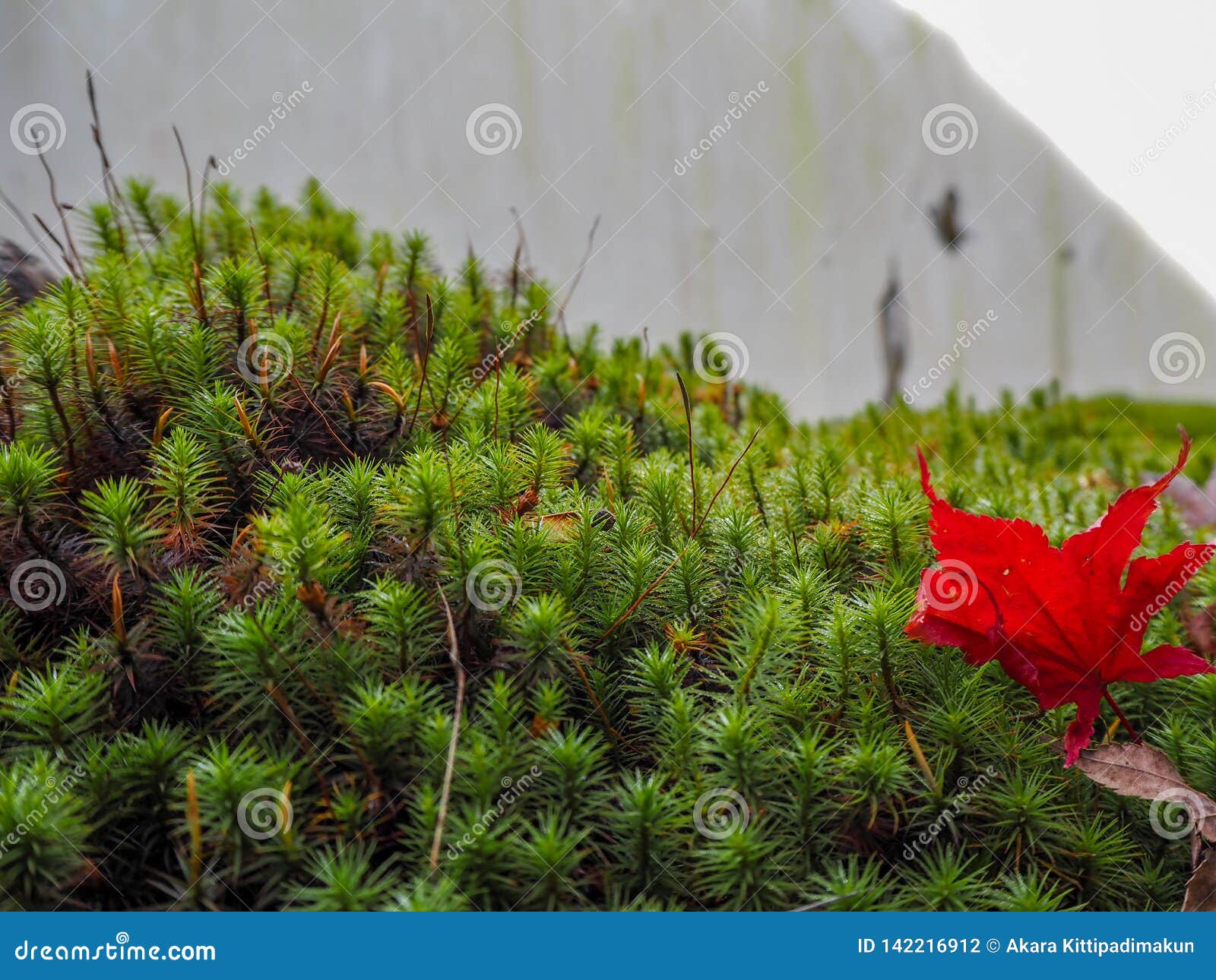 Maple leaf on stock photo. Image of natural, plant, beauty - 142216912