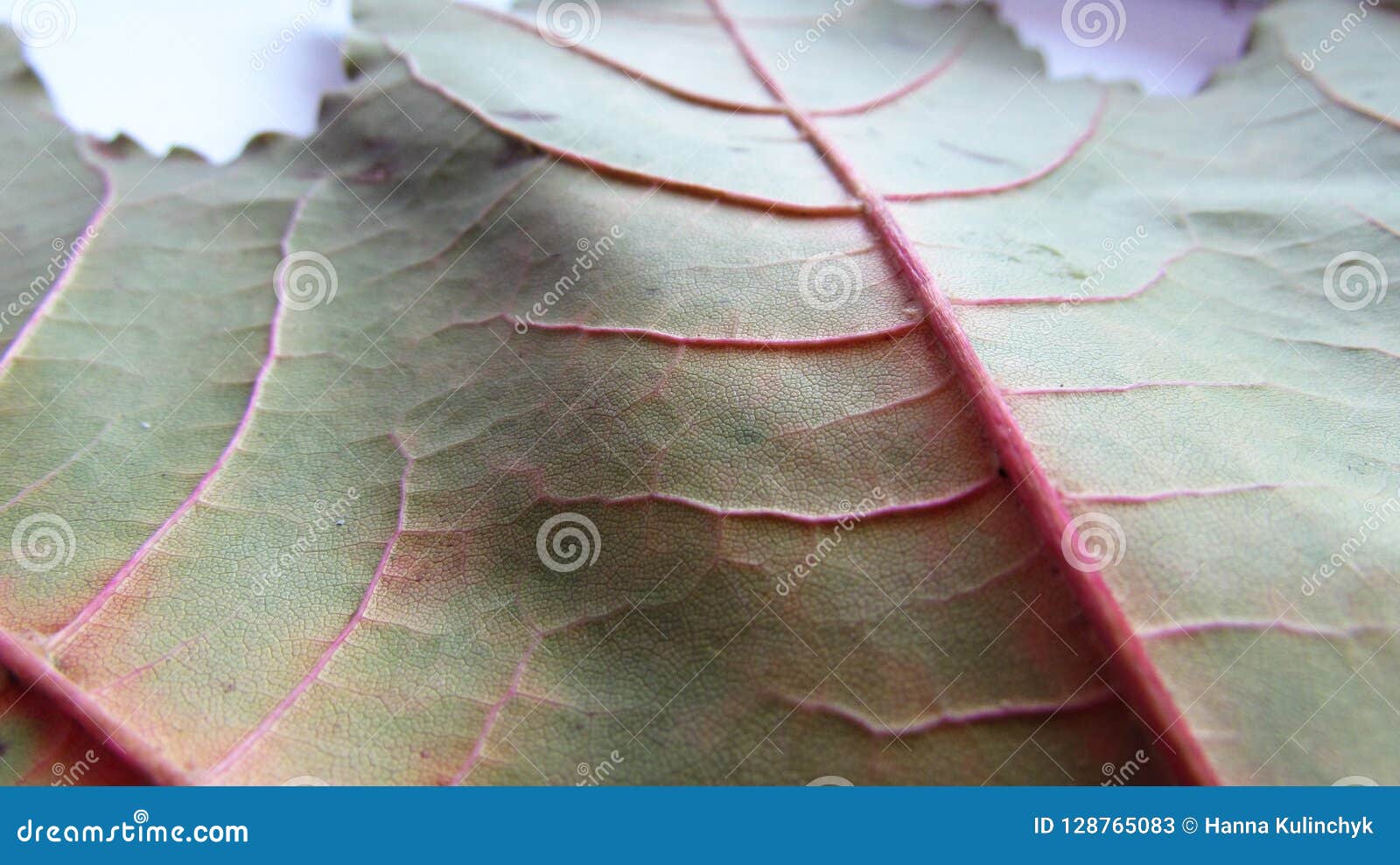 Maple leaf, reverse side stock image. Image of side - 128765083
