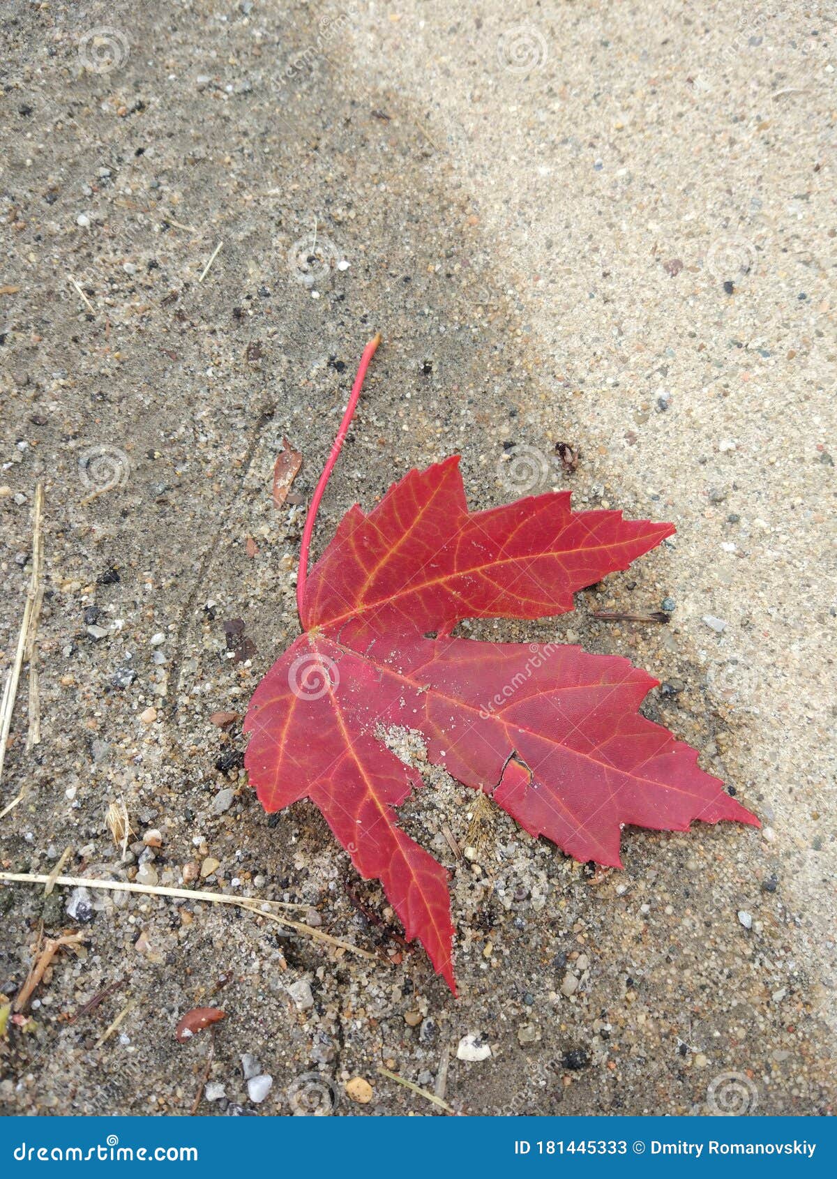 Maple leaf on the road stock image. Image of plant, branch - 181445333