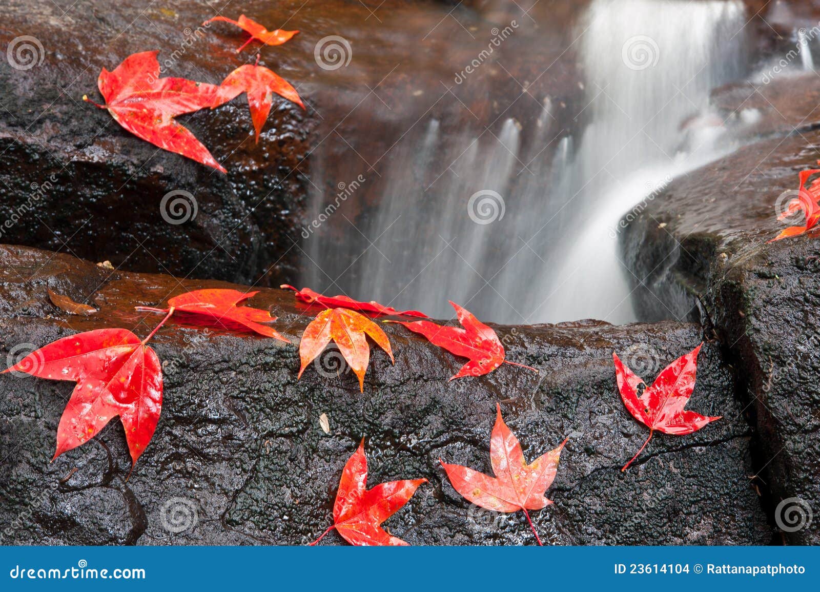 Maple leaf on rock stock photo. Image of flowing, trekking - 23614104