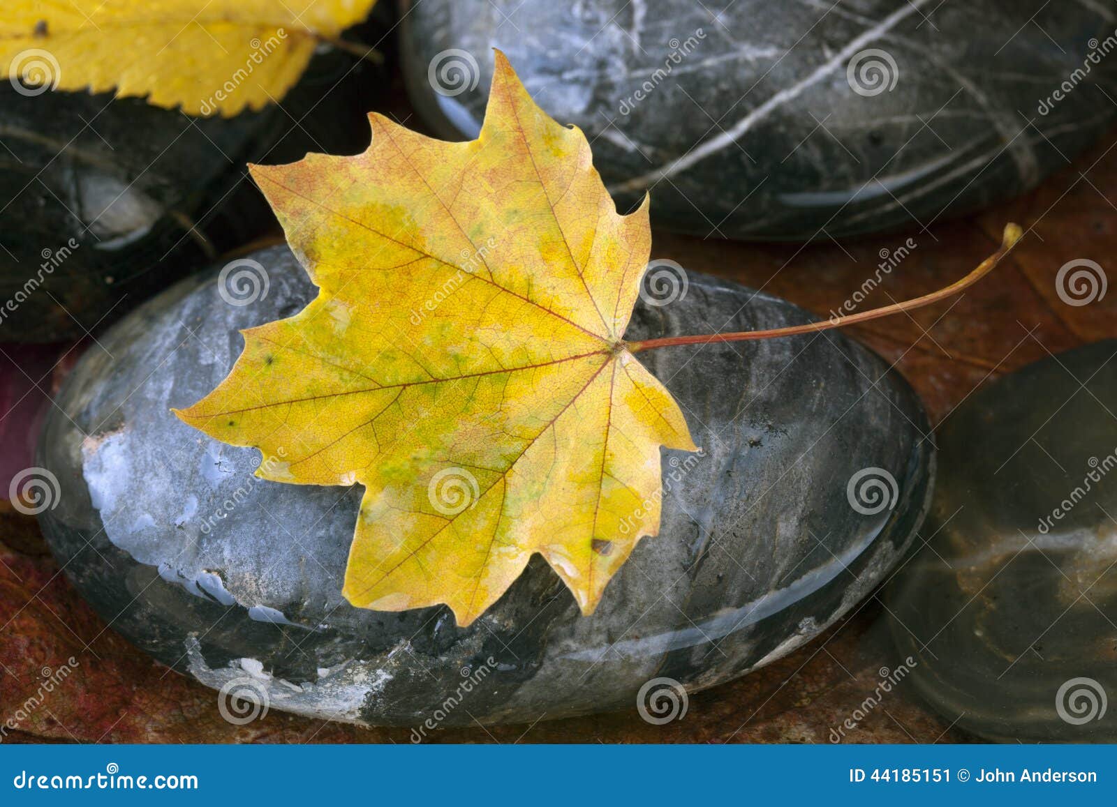 Maple leaf on rock stock image. Image of yellow, september - 44185151