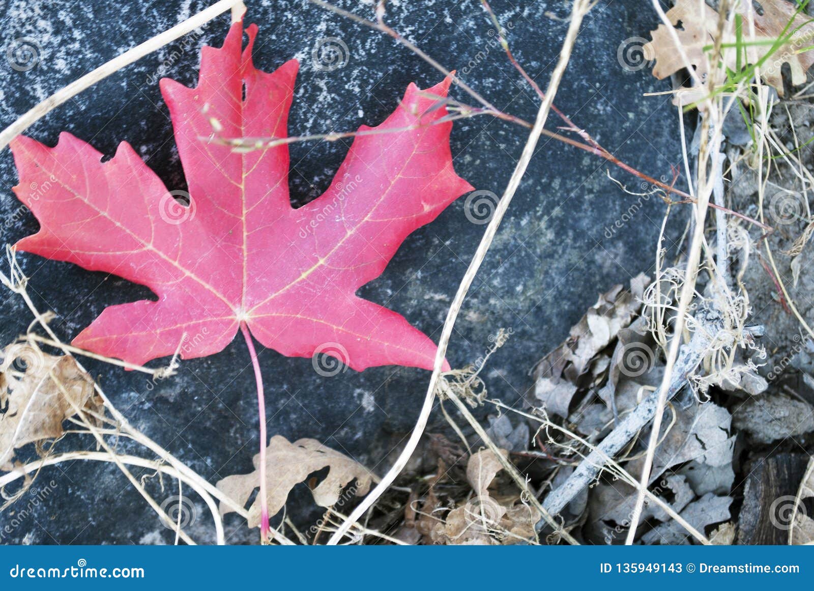 Maple leaf on a rock stock image. Image of rock, maple - 135949143