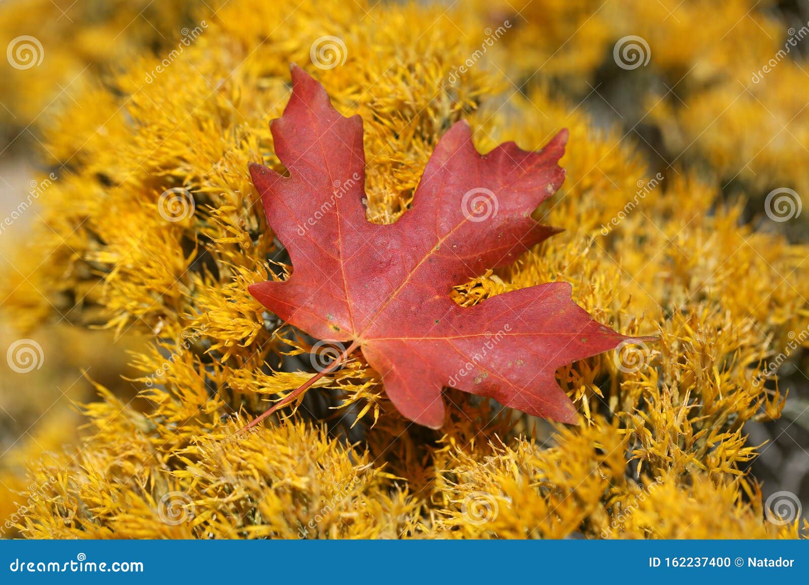 Maple Leaf on the Rubber Rabbitbrush Flowers Stock Photo - Image of ...