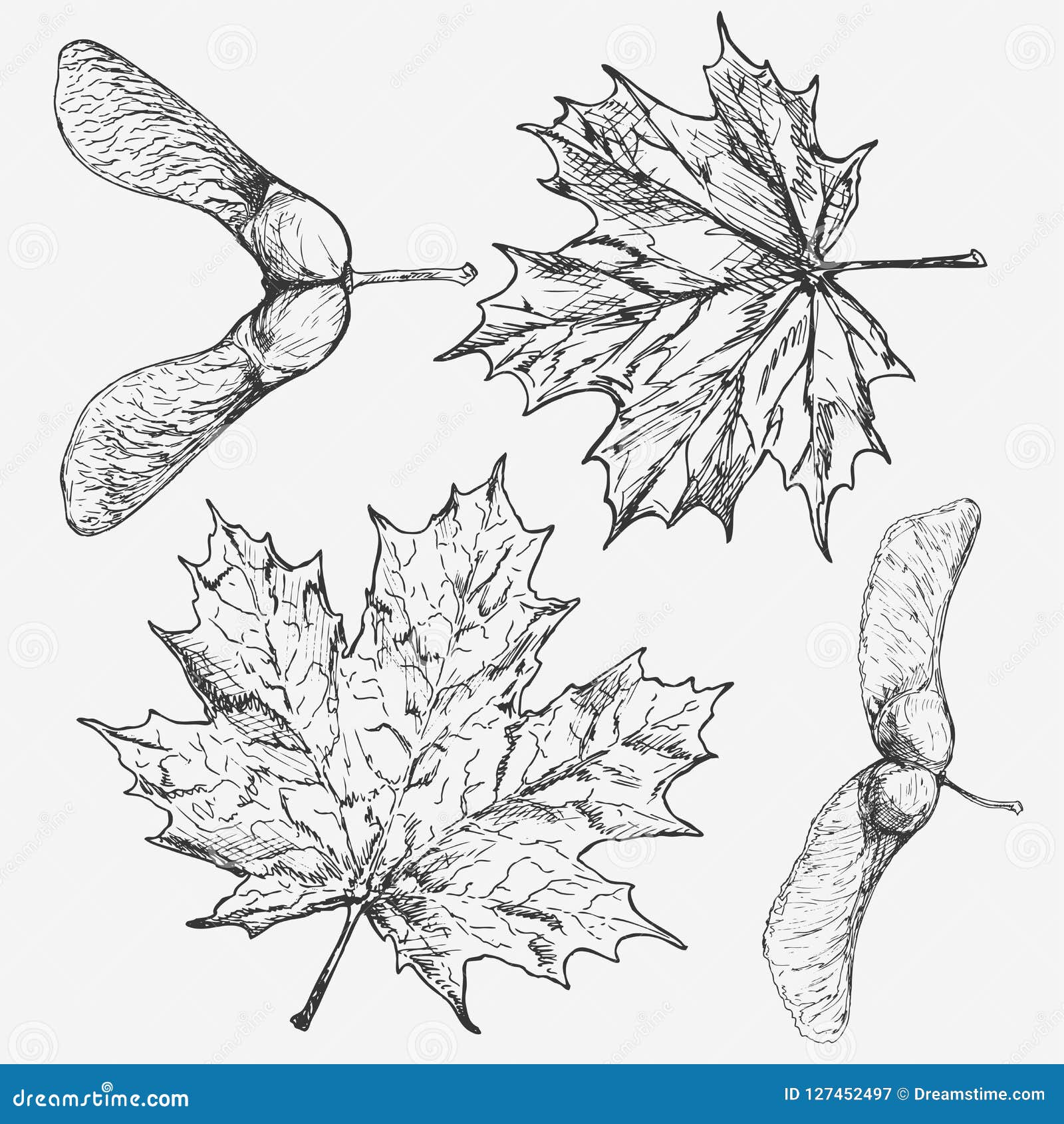 Maple . Leaf and samara stock illustration. Illustration of forest ...