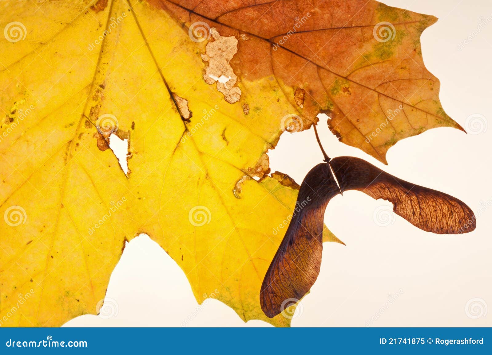 Maple Leaf and Seed stock image. Image of helicopter - 21741875