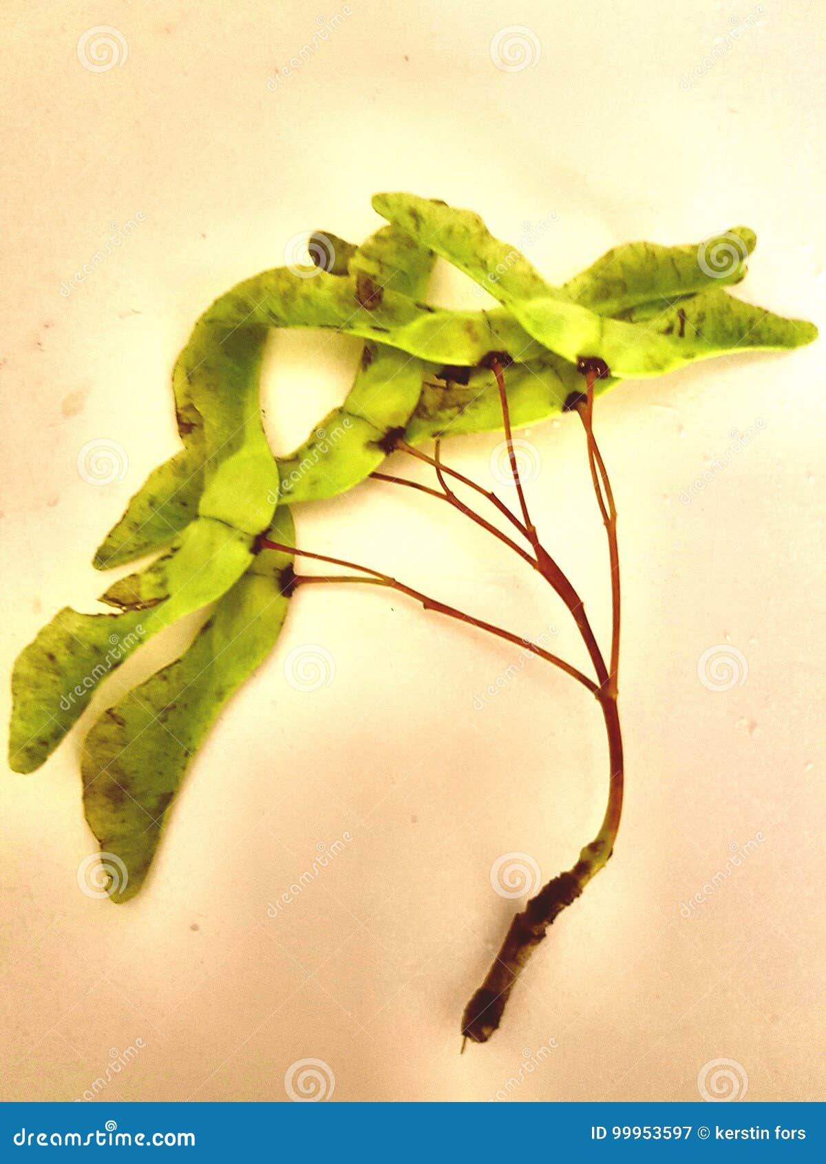 Maple leaf seed stock image. Image of maple, green, beautiful - 99953597