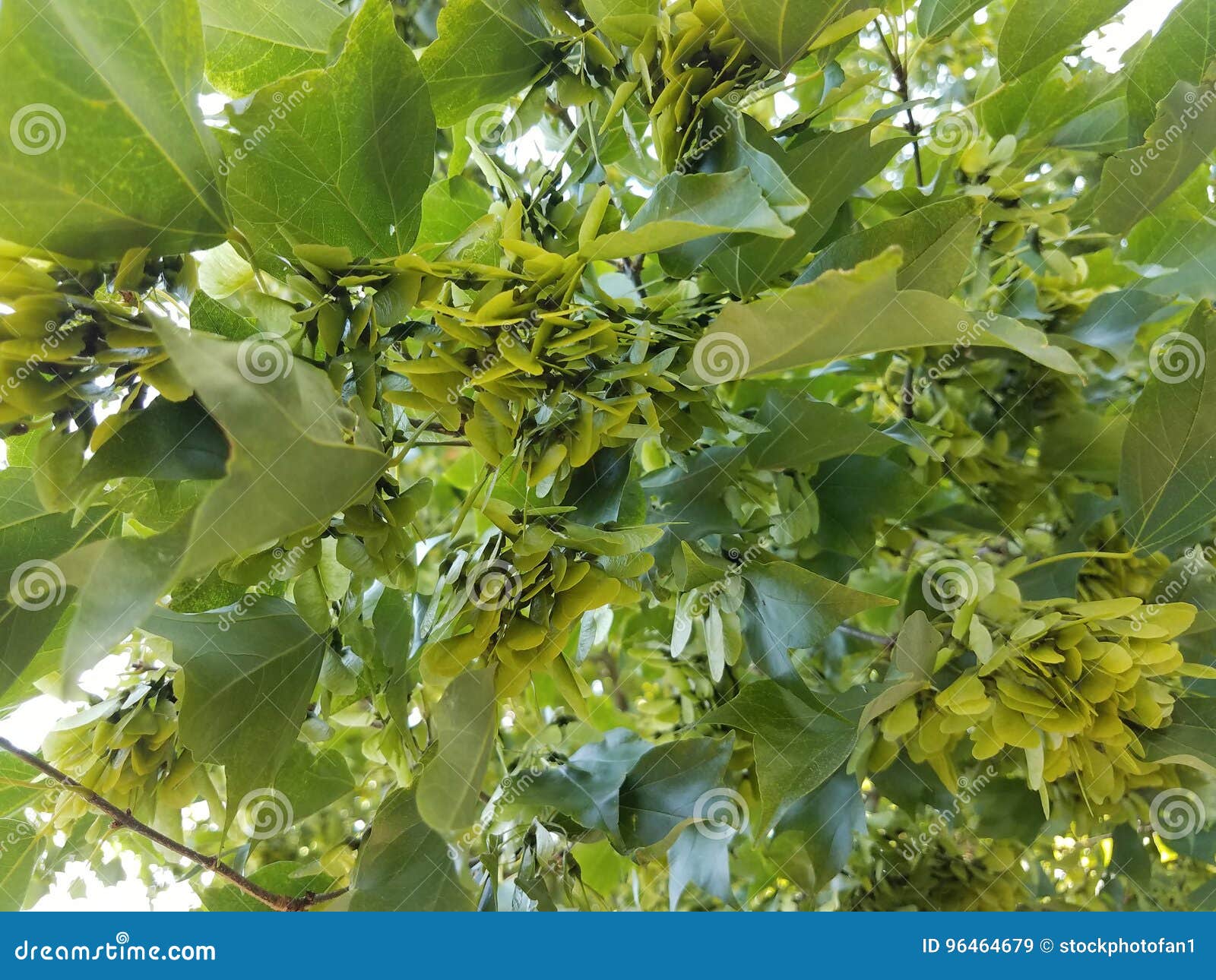 Maple leaf seeds on tree stock image. Image of tree, leaves - 96464679