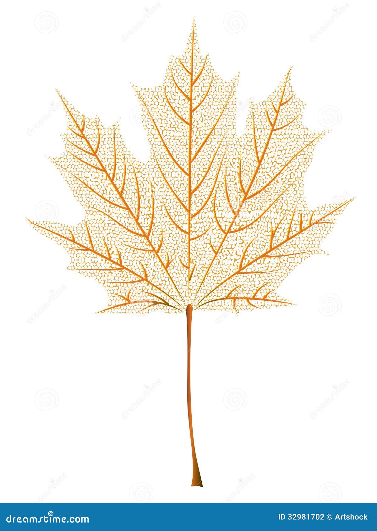 Maple leaf skeleton stock vector. Illustration of line - 32981702