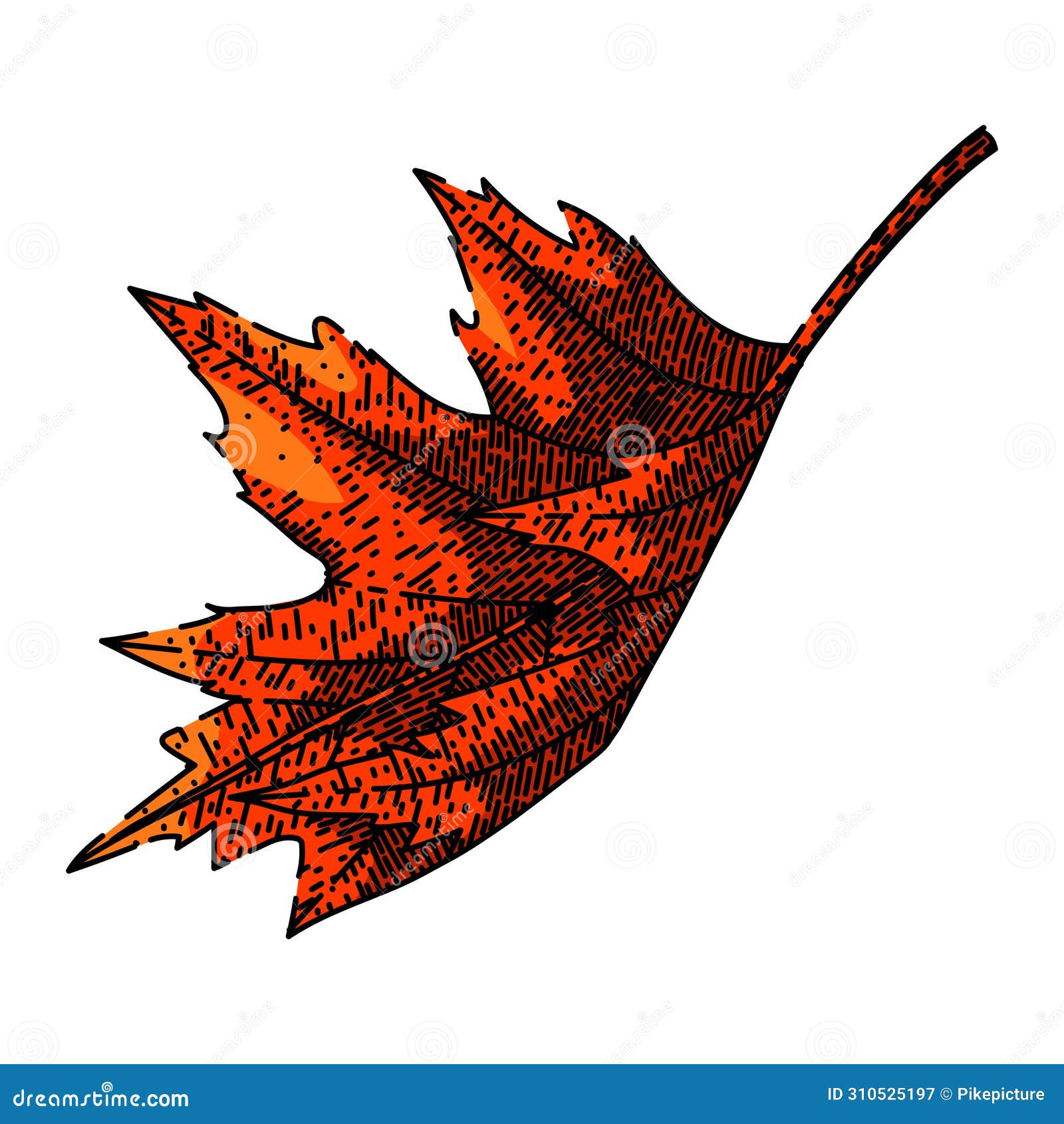 Maple Leaf Sketch Hand Drawn Vector Stock Vector - Illustration of ...