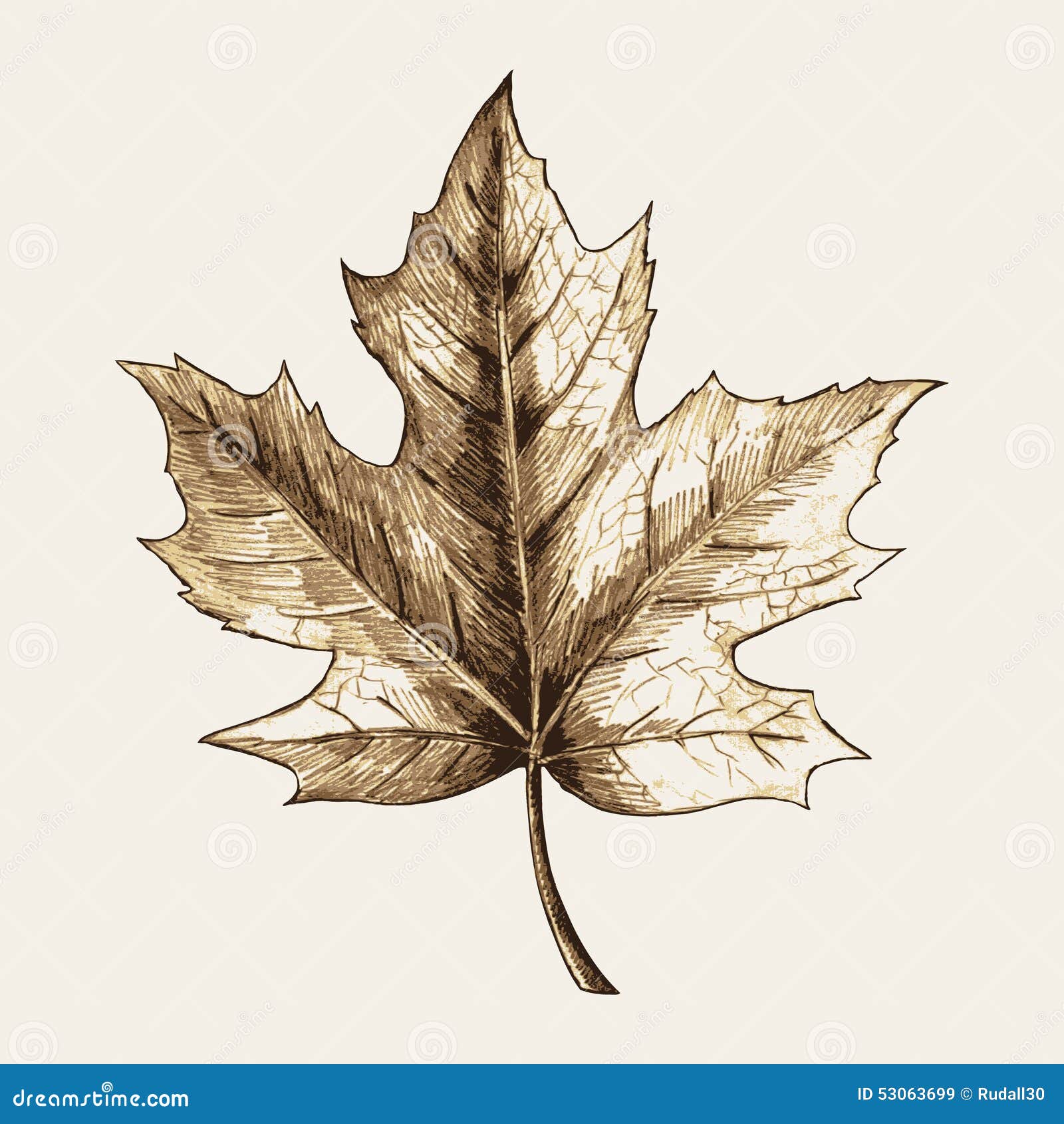 Maple Leaf stock illustration. Illustration of hand, nature - 53063699