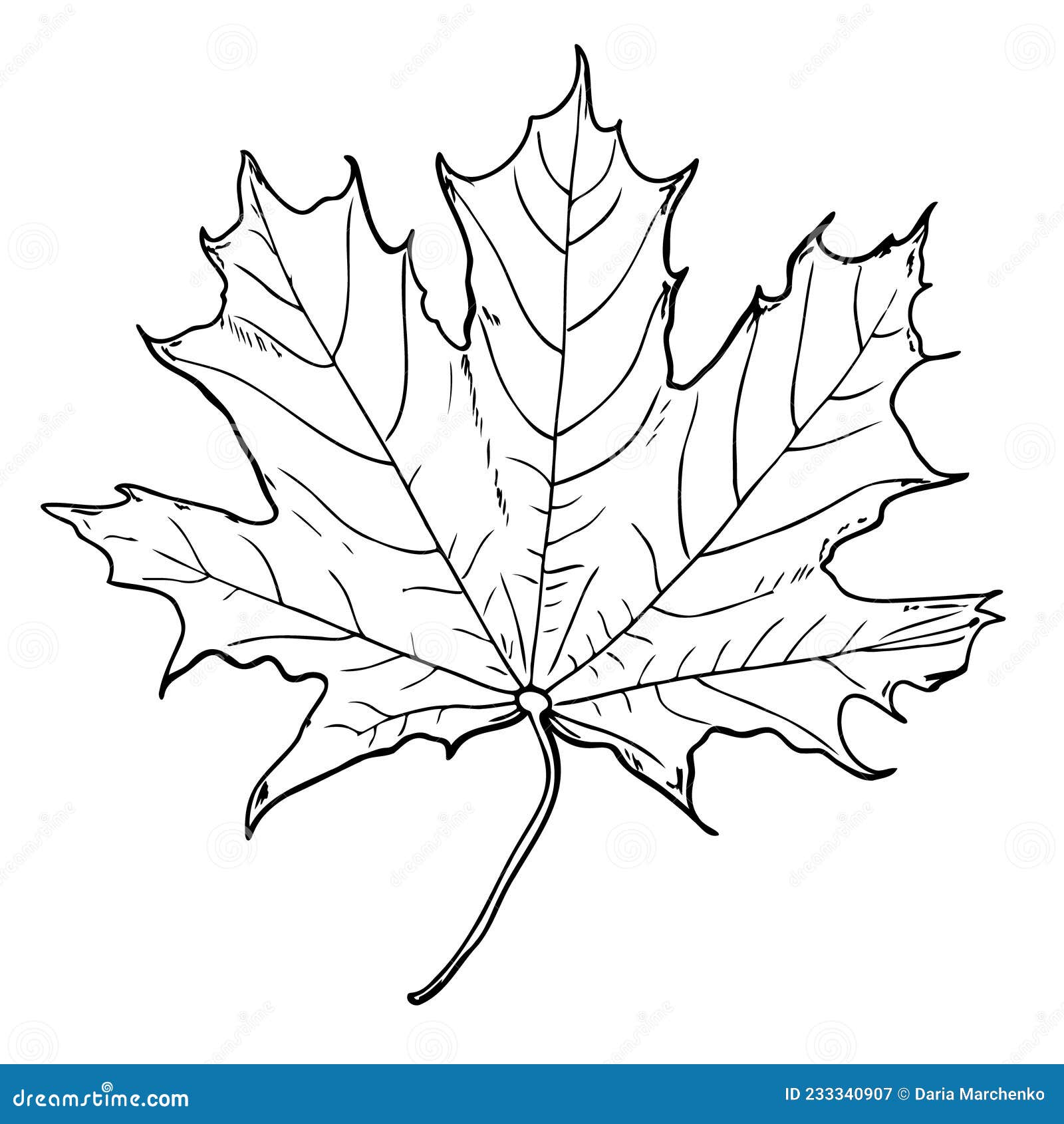 Maple Leaf Sketch Illustration. Hand Drawn Maple Leaf. Vector Botanic ...