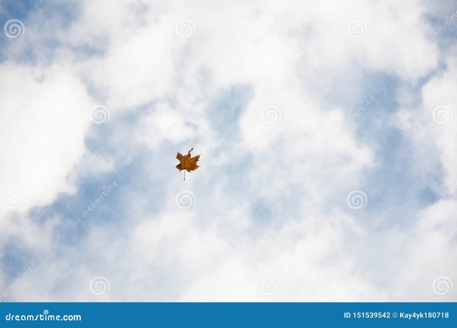 Maple Leaf in the Sky. Autumn Maple Leaf Flying Away Against the Blue ...
