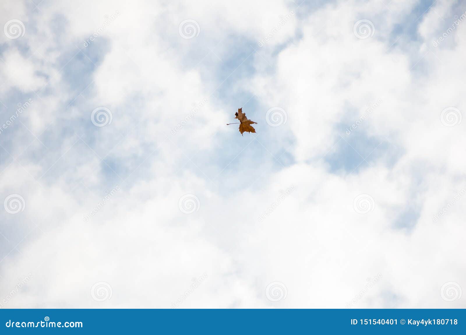 Maple Leaf in the Sky. Autumn Maple Leaf Flying Away Against the Blue ...