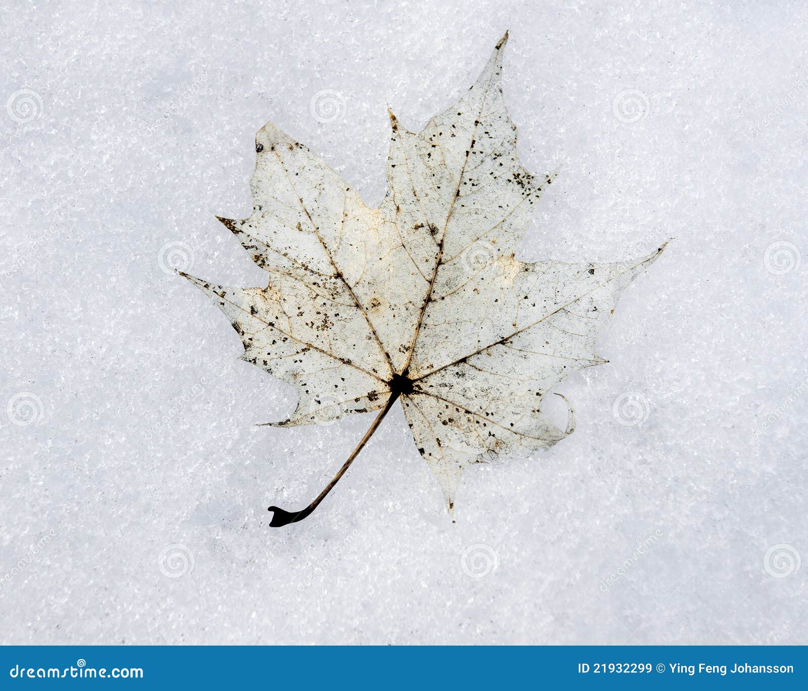 Maple leaf in snow stock image. Image of vein, pale, winter - 21932299