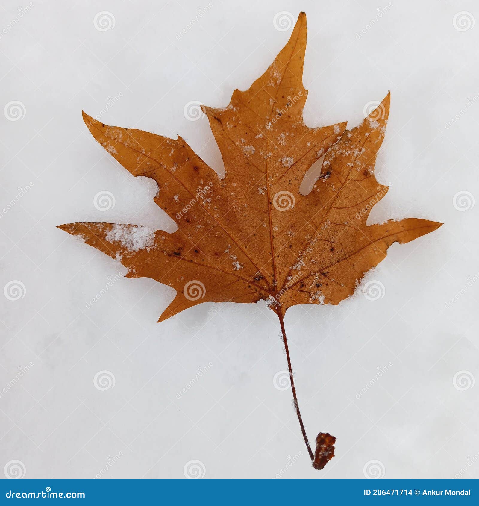 Maple Leaf on Snow Background Stock Photo - Image of platanus ...