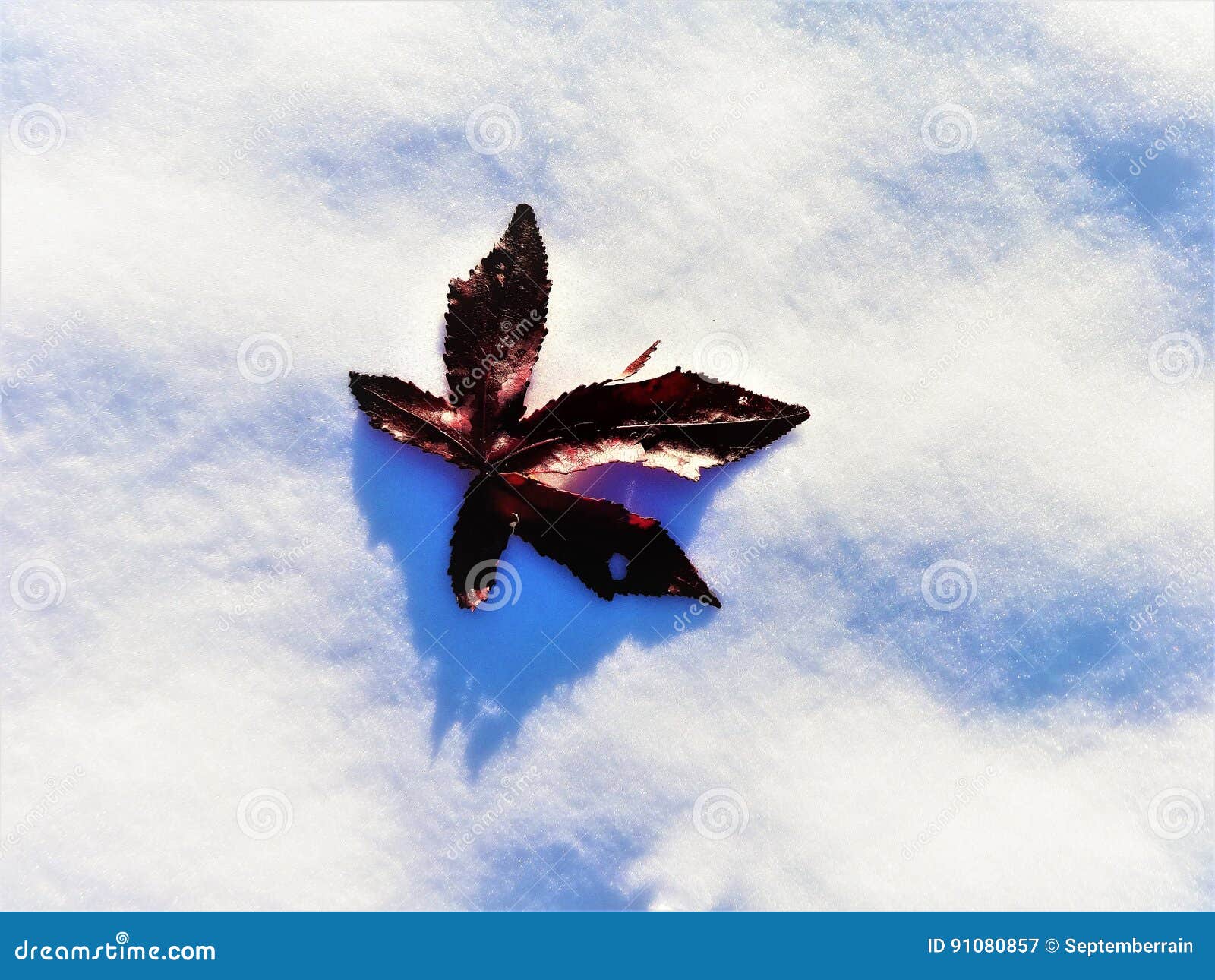 A maple leaf on snow stock image. Image of blurred, bright - 91080857