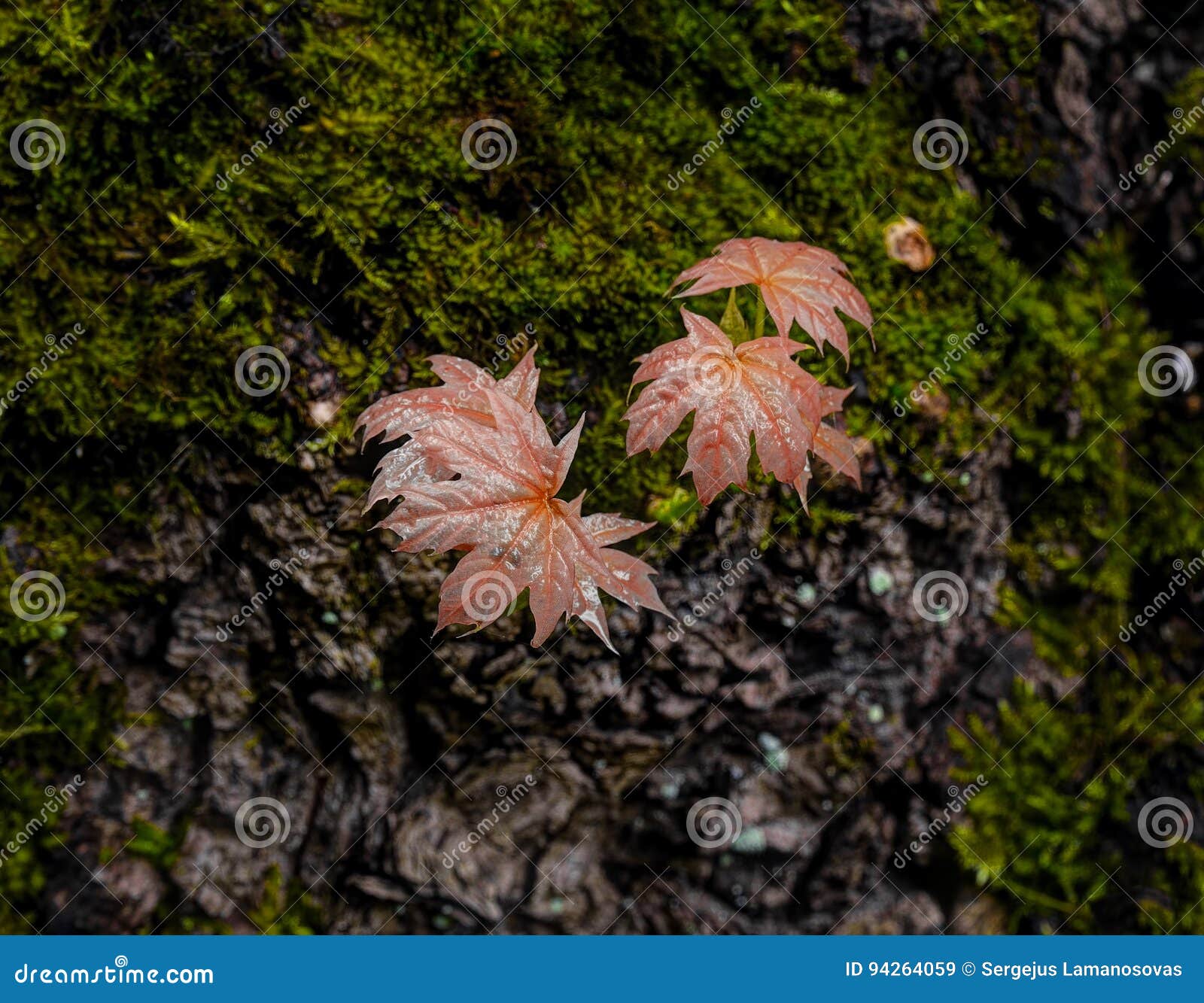 Maple leaf - spring stock image. Image of vegetation - 94264059