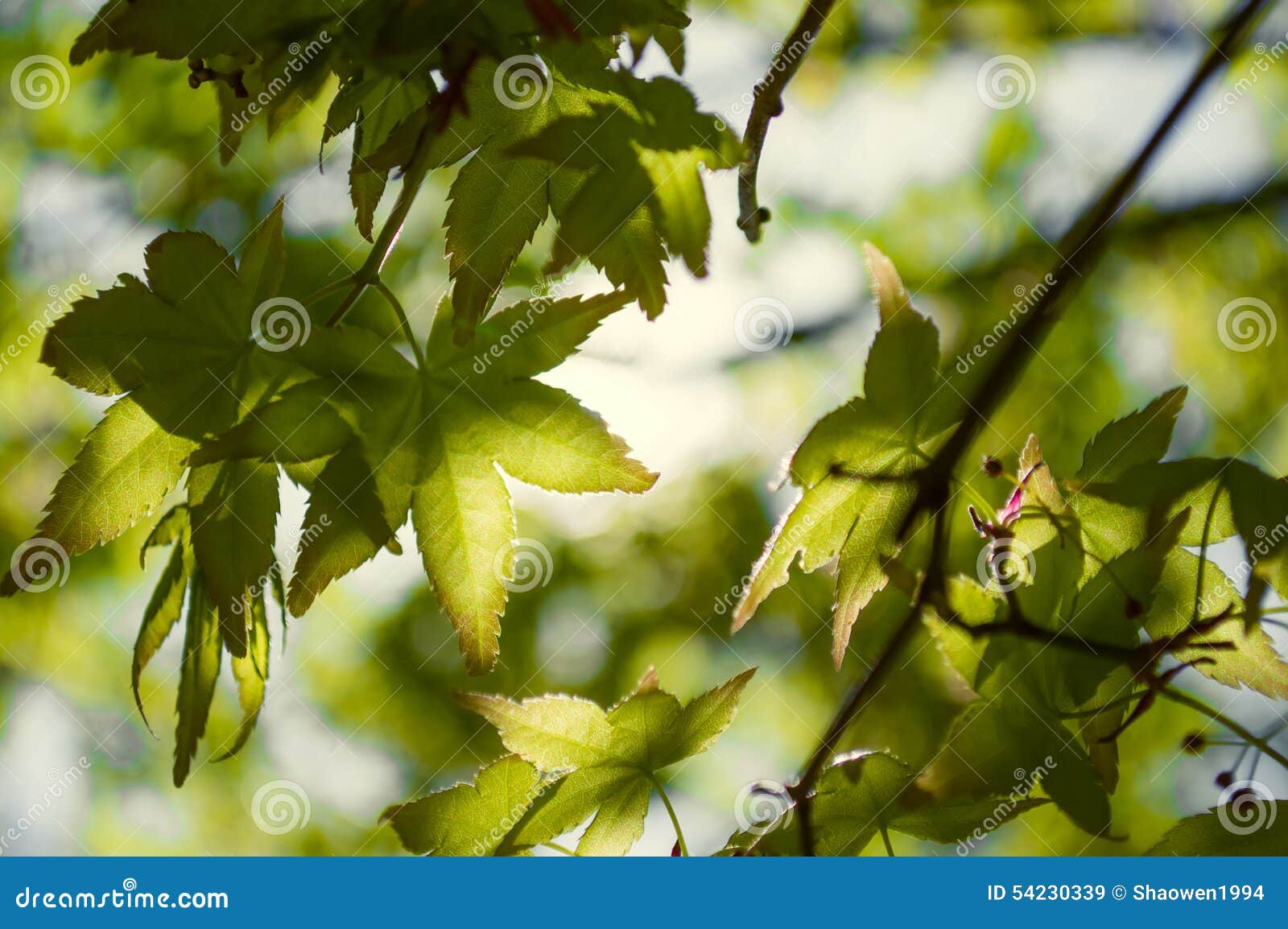 Maple leaf in spring 3 stock image. Image of branches - 54230339