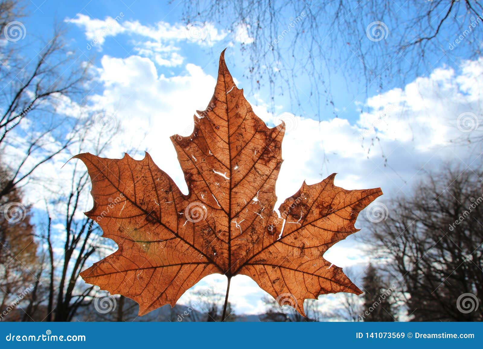 Maple leaf stock image. Image of spring, maple, leaf - 141073569