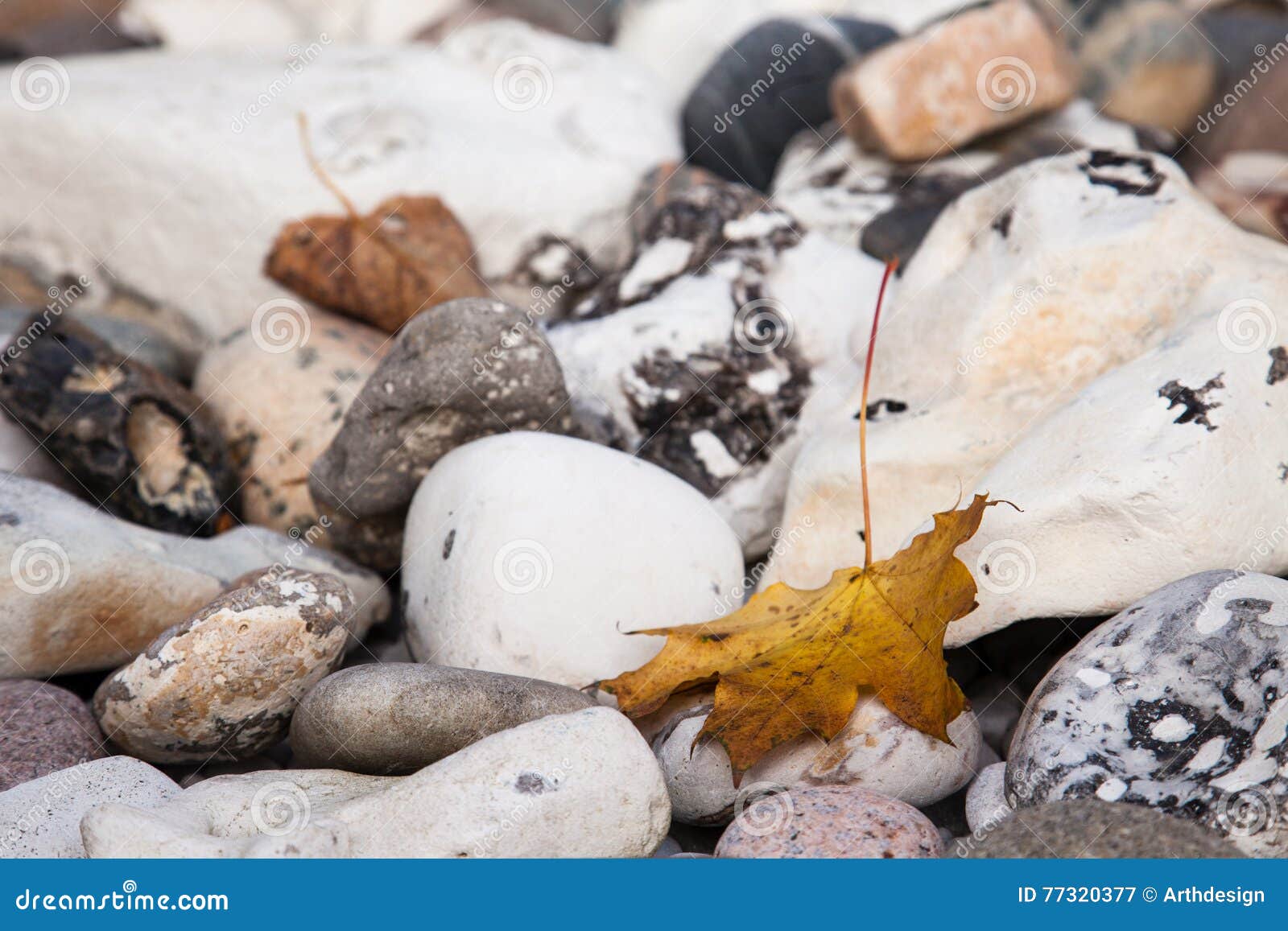 Maple Leaf on stone stock image. Image of nature, autumn - 77320377