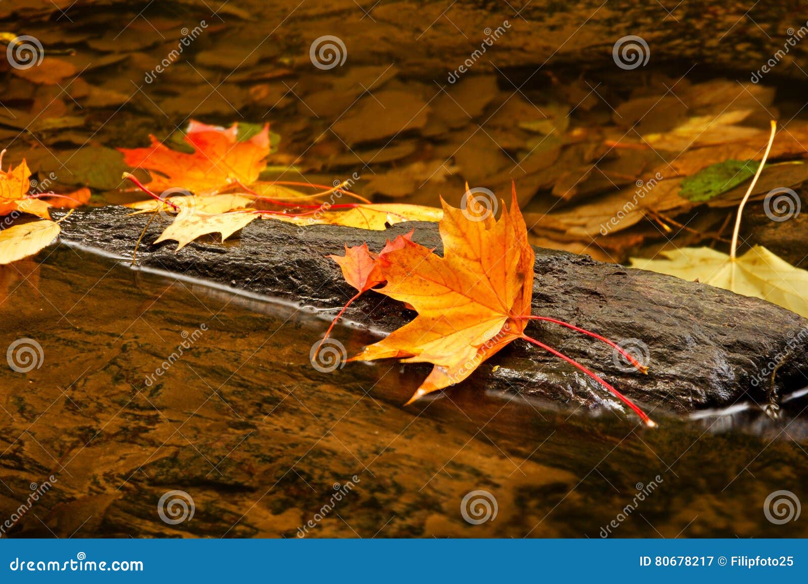 Maple leaf on the stone stock image. Image of ripple - 80678217