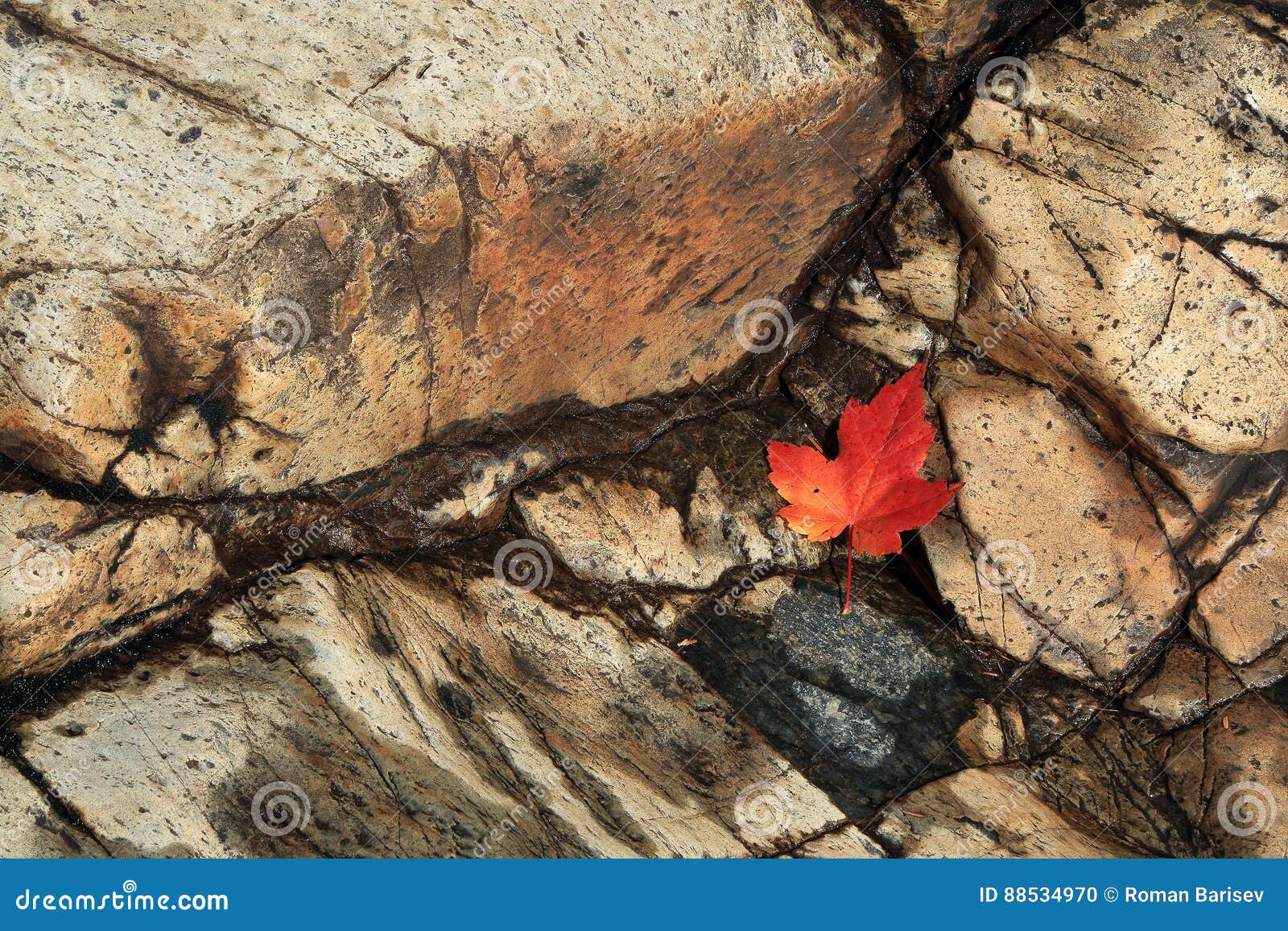 Maple leaf on stone. stock photo. Image of quebec, leafs - 88534970
