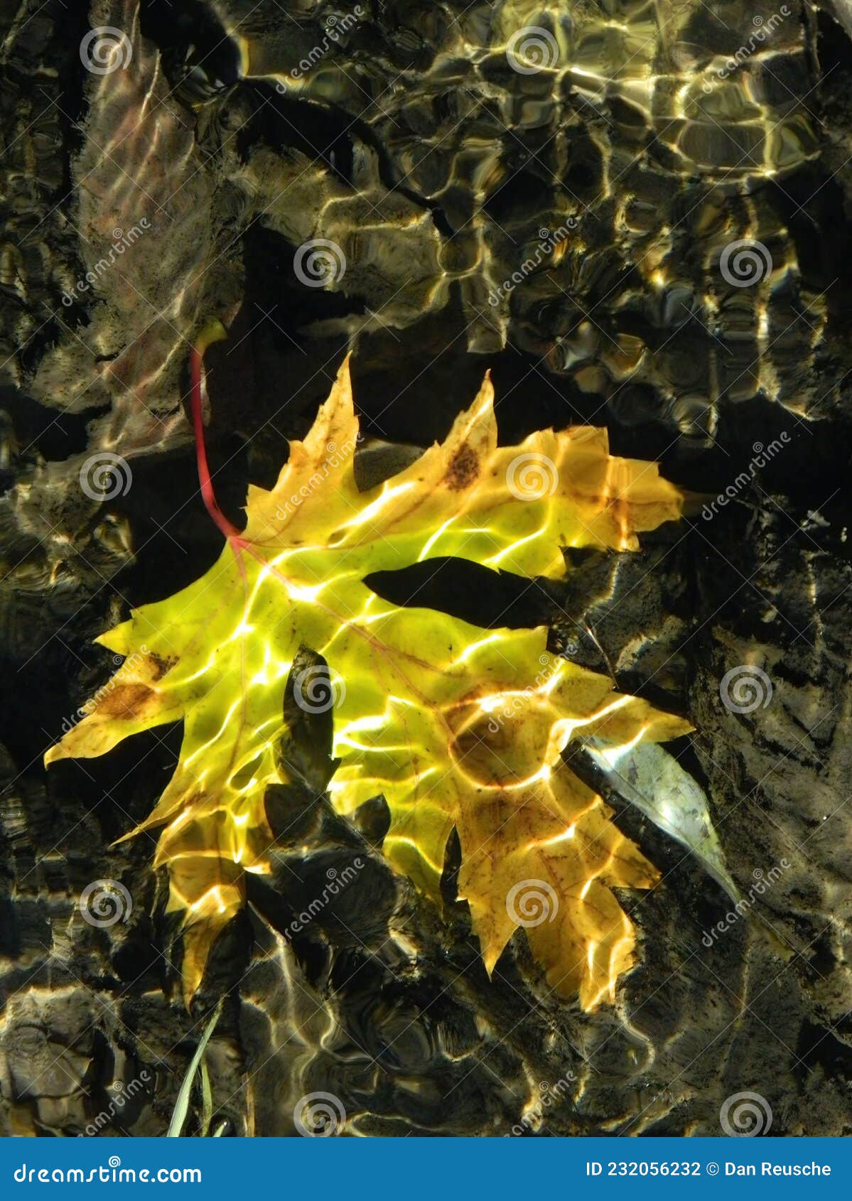 Maple Leaf Submerged in a Rippling Stream Stock Photo - Image of stream ...