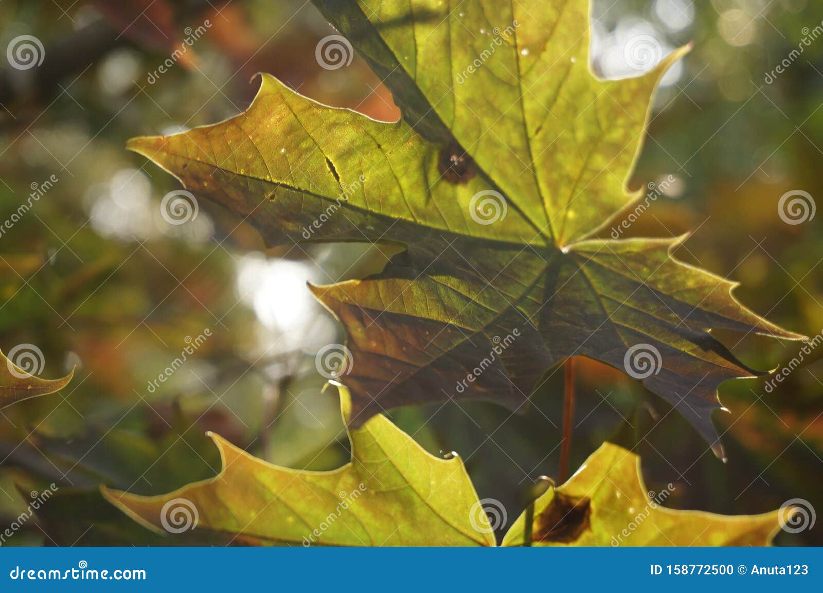 Maple leaf in the sun stock photo. Image of wild, maple - 158772500