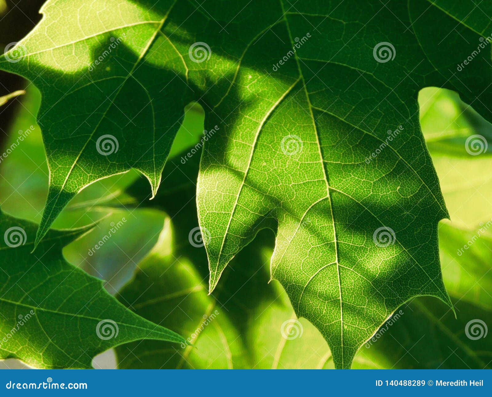 Close Up of a Single Maple Leaf in the Sunlight Stock Image - Image of ...