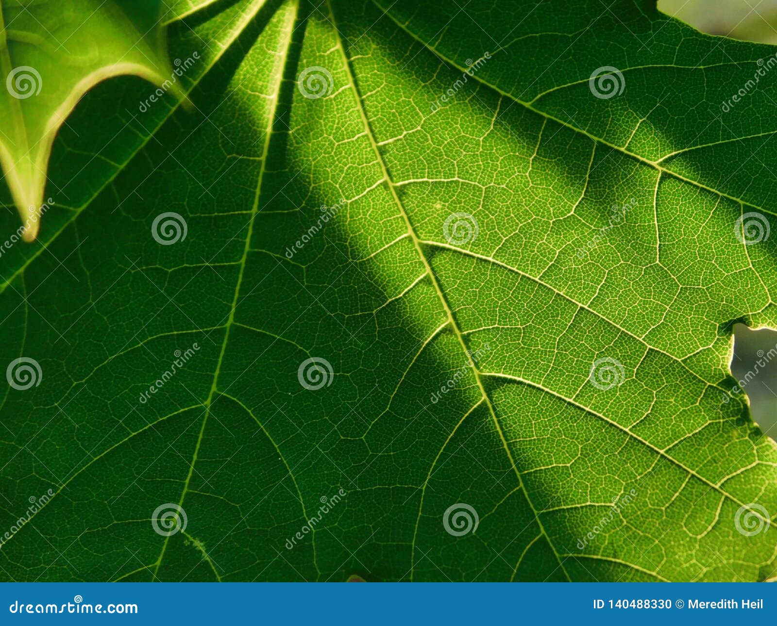 Close Up View of a Maple Leaf in the Sunlight Stock Photo - Image of ...