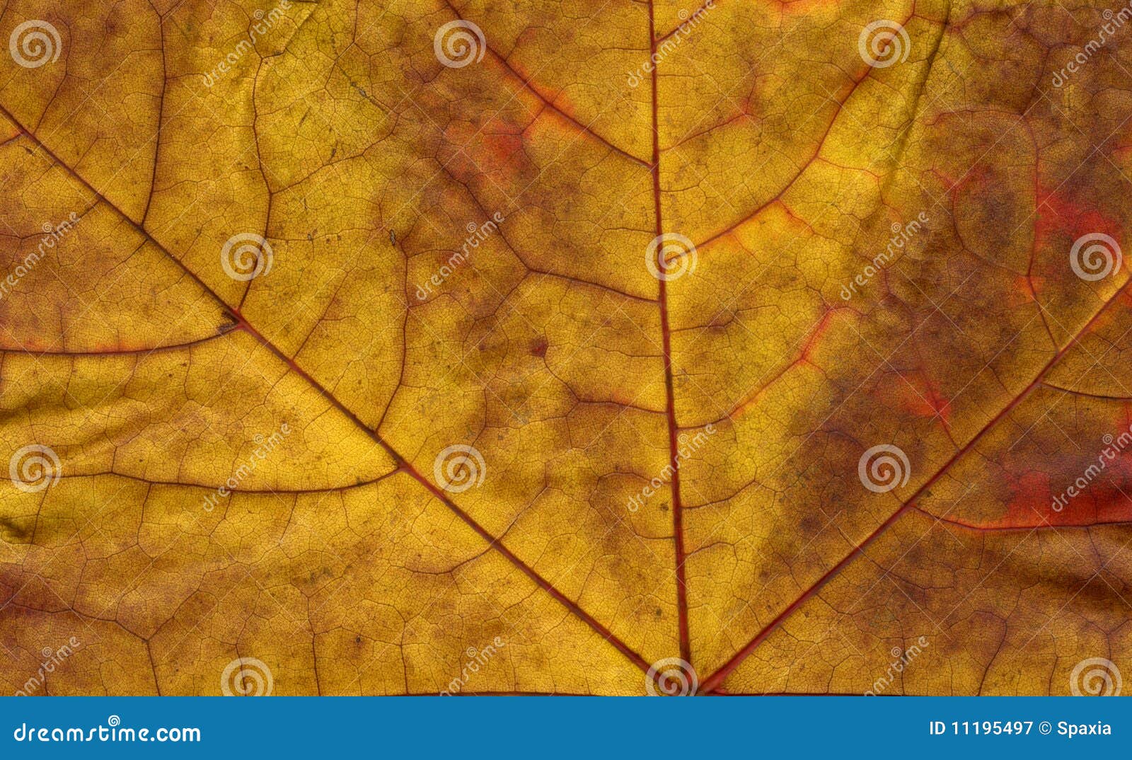 Maple leaf texture stock image. Image of abstract, nature - 11195497