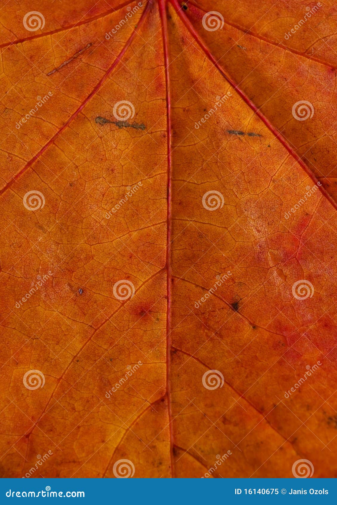 Maple leaf texture stock image. Image of colorful, nature - 16140675