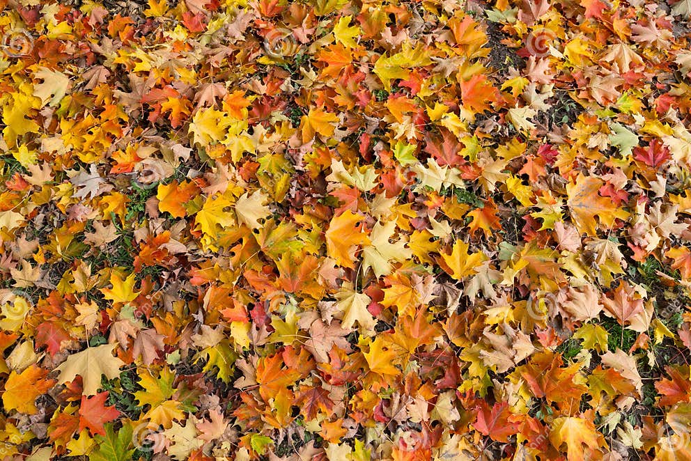 Maple Leaf Texture stock photo. Image of colorful, background - 46174146