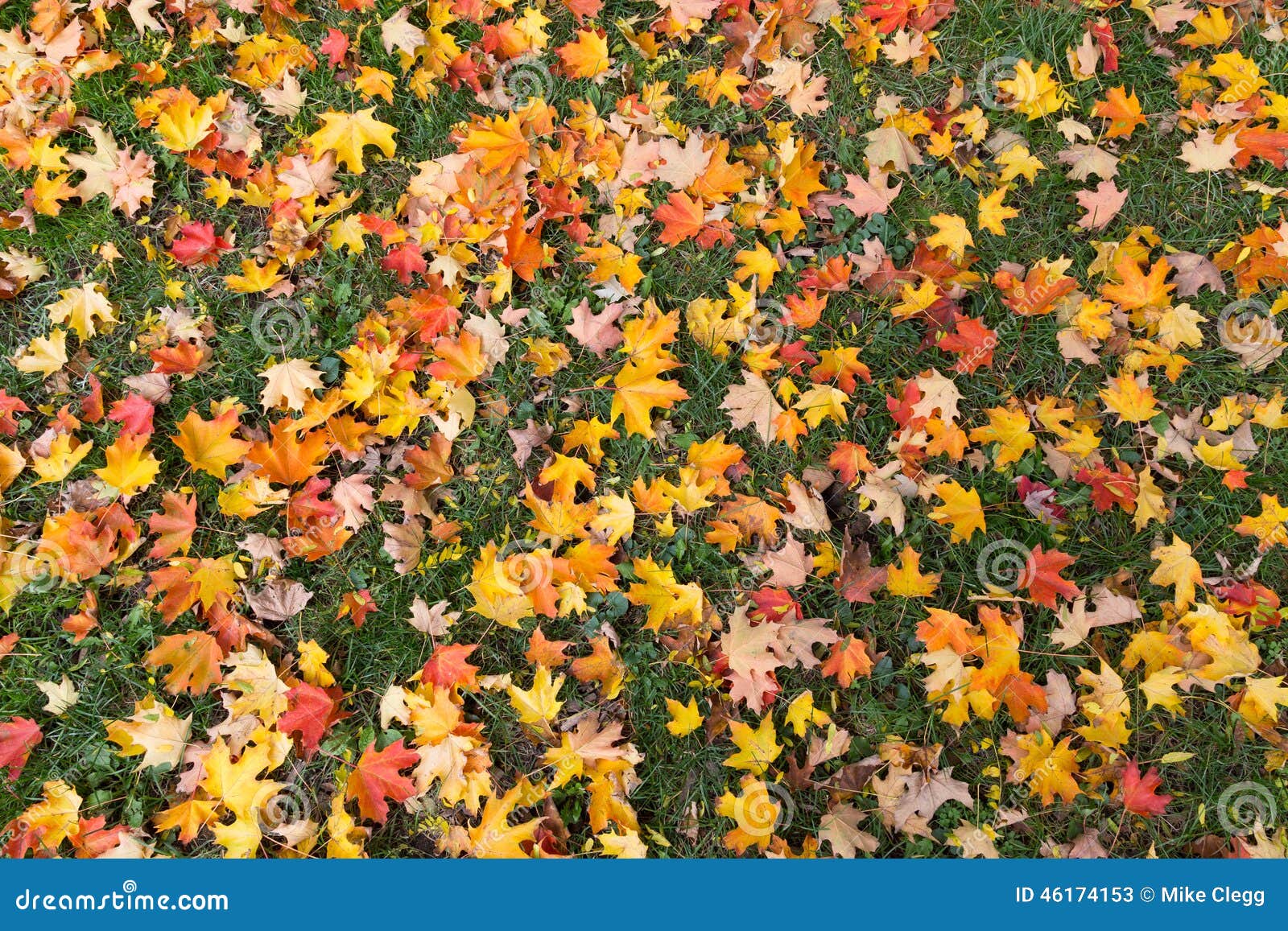 Maple Leaf Texture stock image. Image of typical, beauty - 46174153